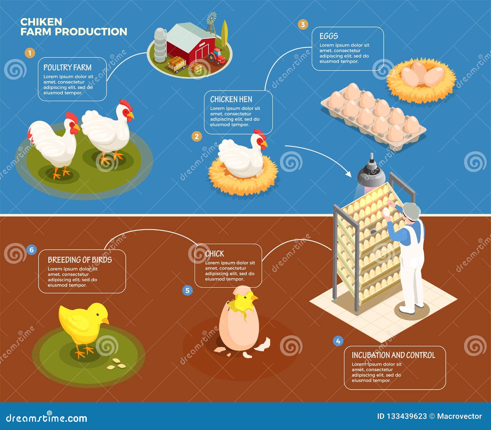 Chicken Production, Factory Line Infographics, Automated Process Of ...