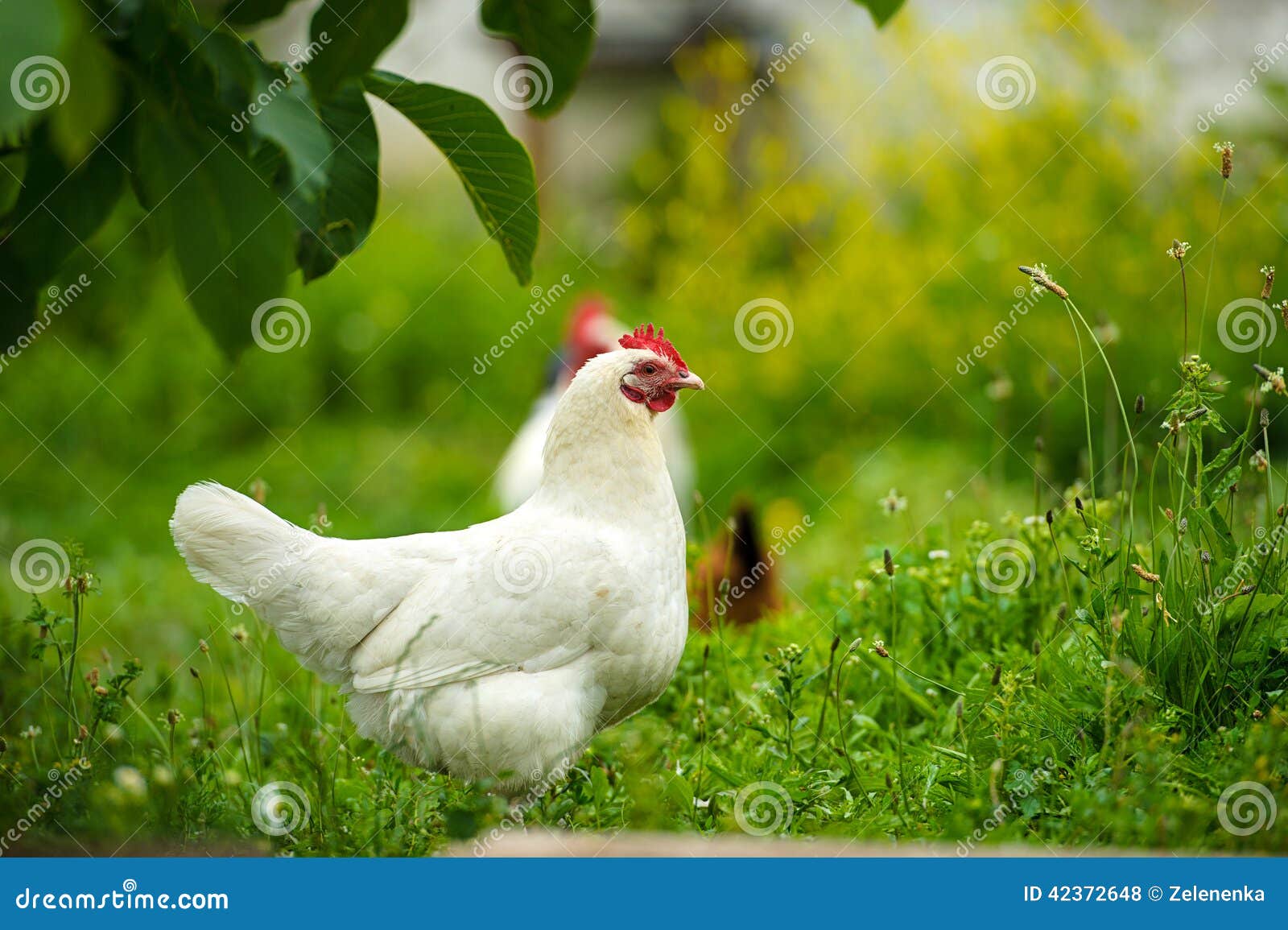 Chicken at the farm stock photo. Image of breeding, farming - 42372648