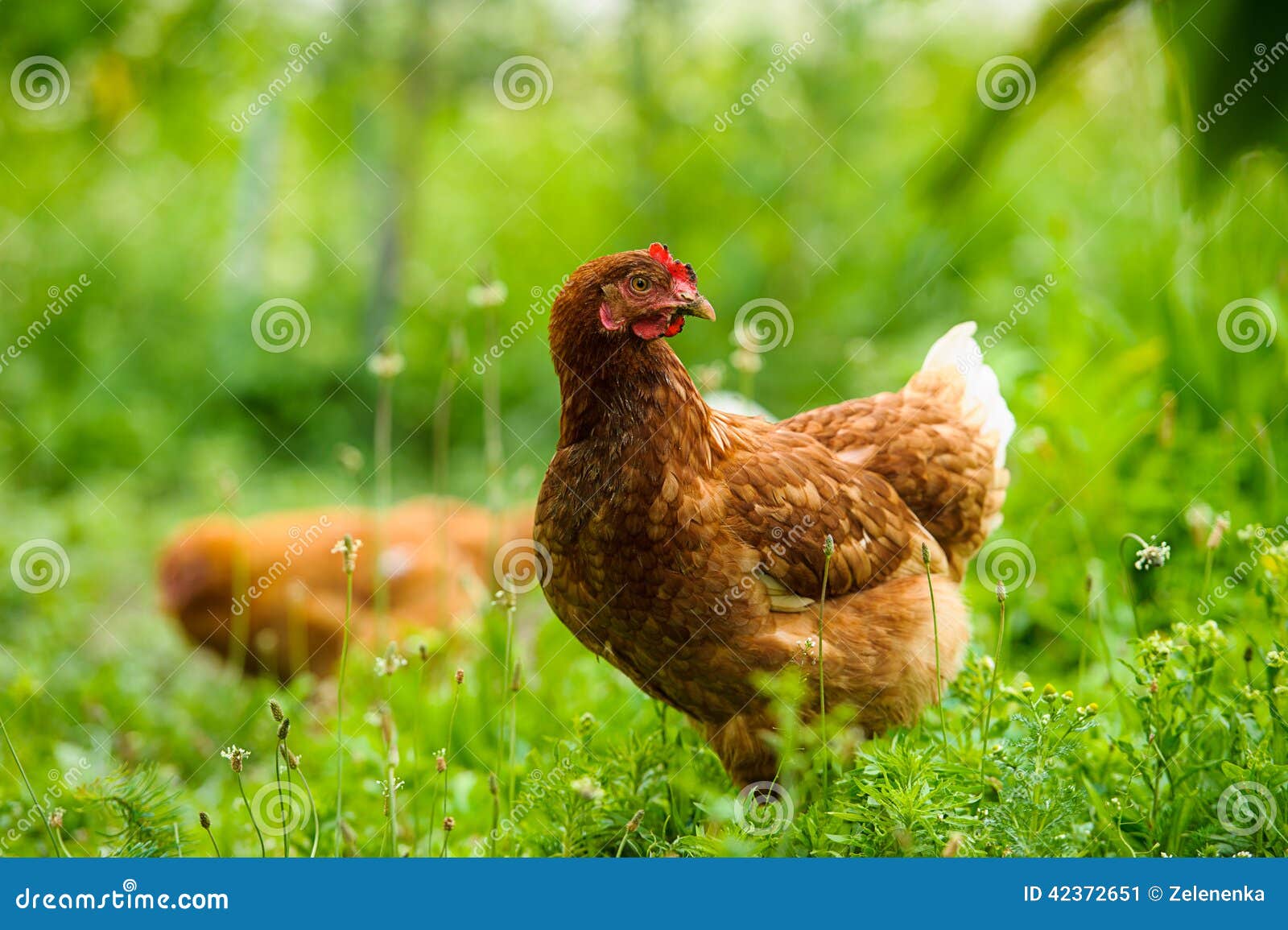 Chicken at the farm stock image. Image of grass, chick - 42372651
