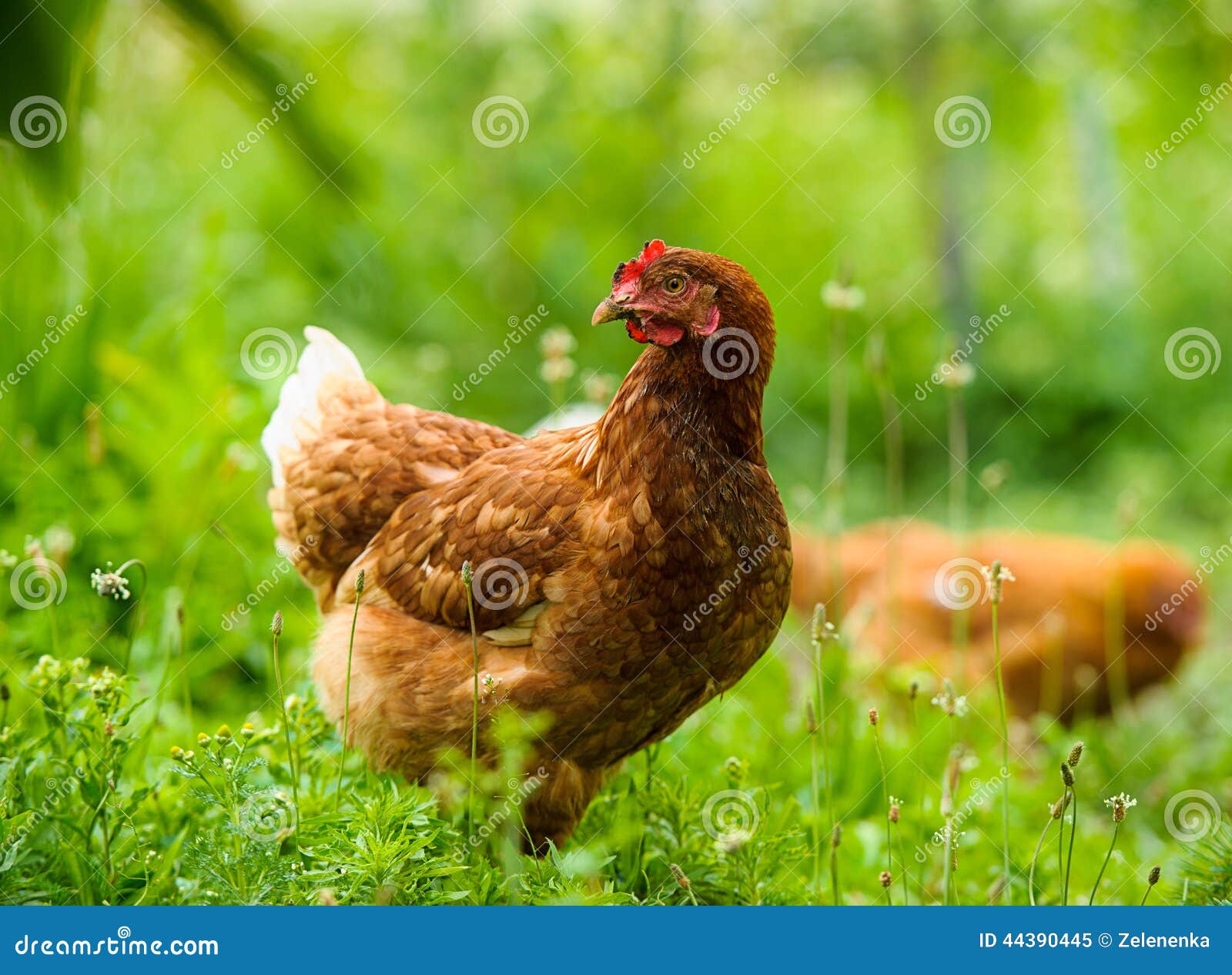 Chicken at the farm stock image. Image of chick, flock - 44390445
