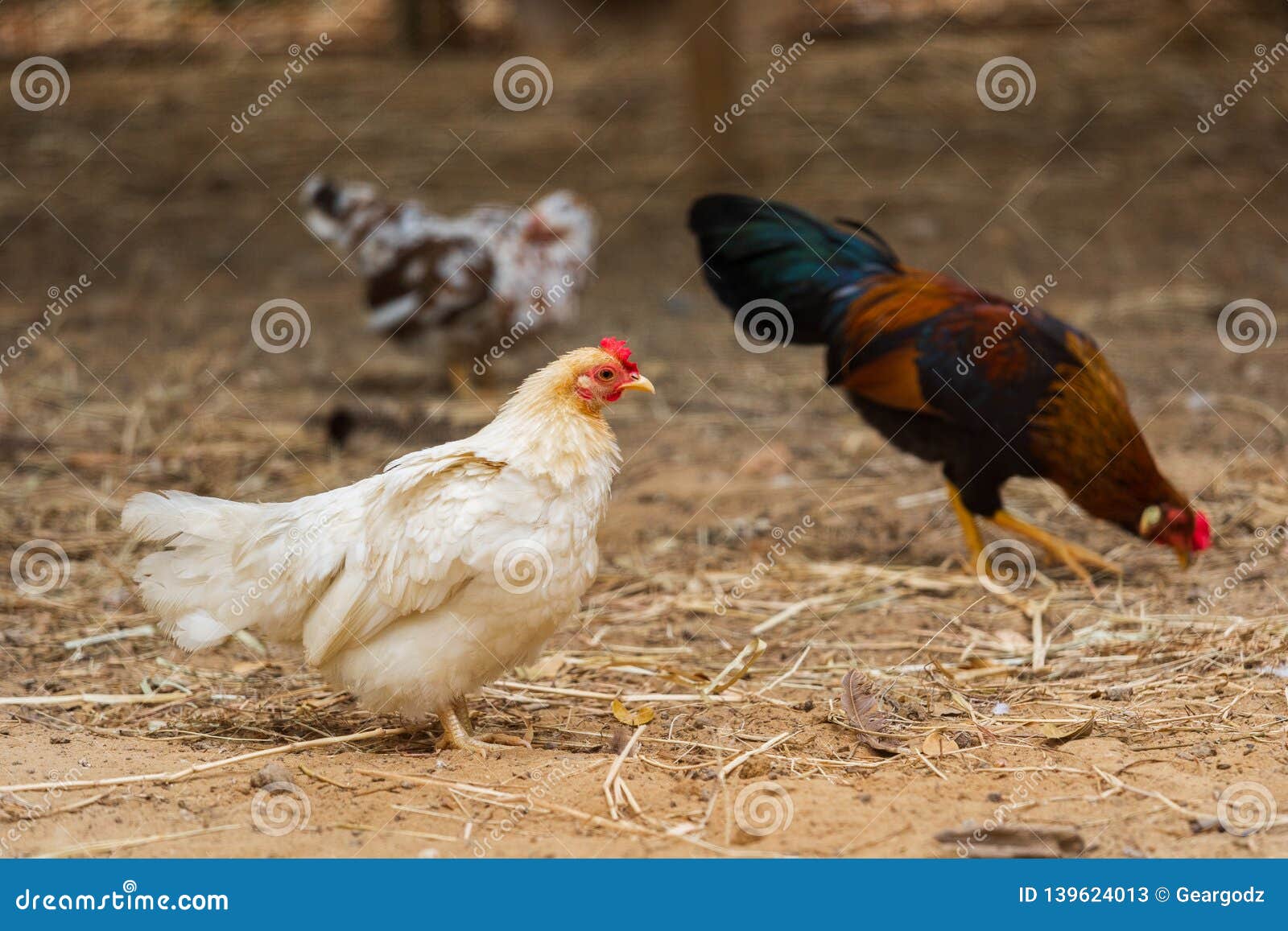 Chicken resting in a farm stock image. Image of beak - 139624013