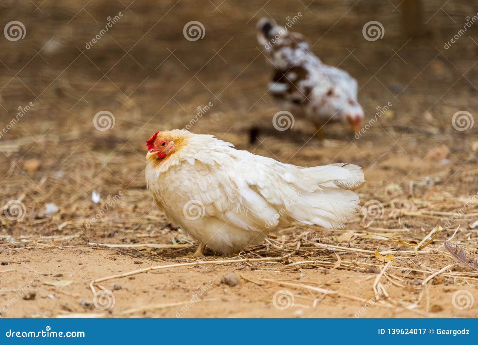 Chicken resting in a farm stock image. Image of beautiful - 139624017