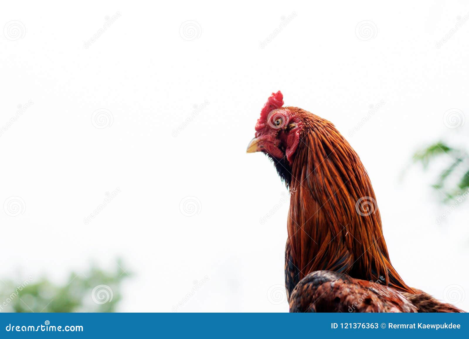 Chicken with the sky. stock image. Image of game, daytime - 121376363