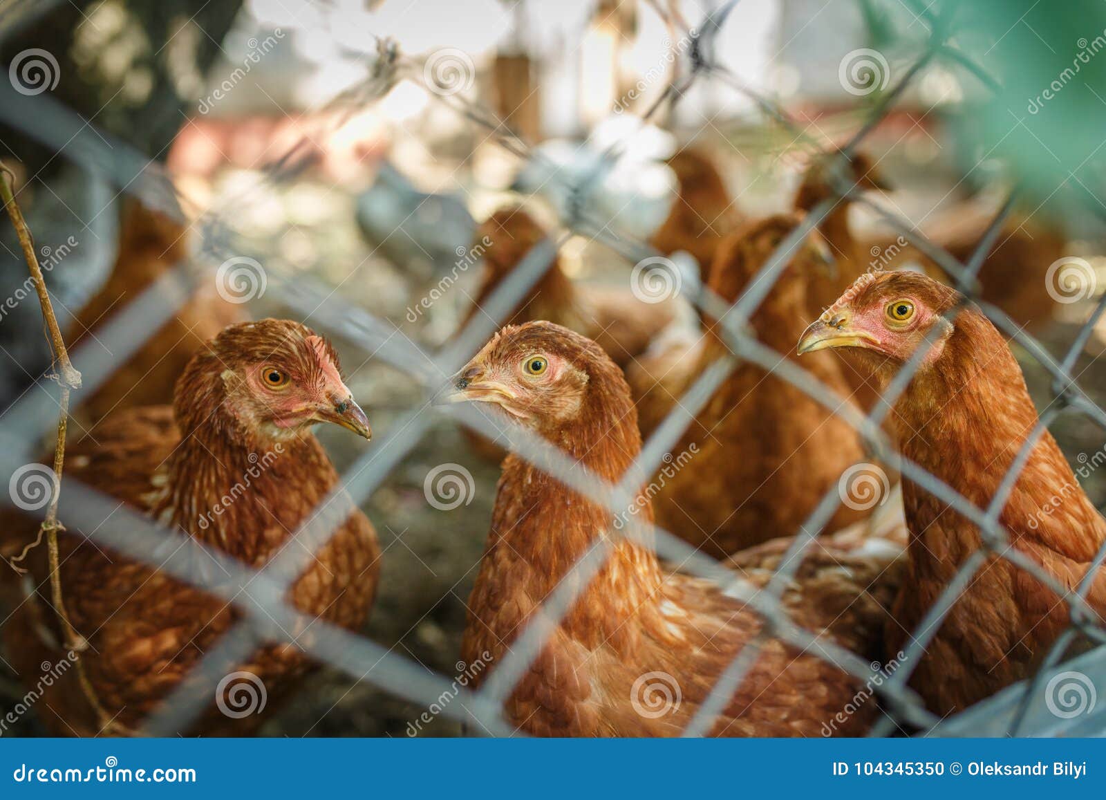 Chicken Farm, Three Chicken Stock Photo - Image of food, alive: 104345350