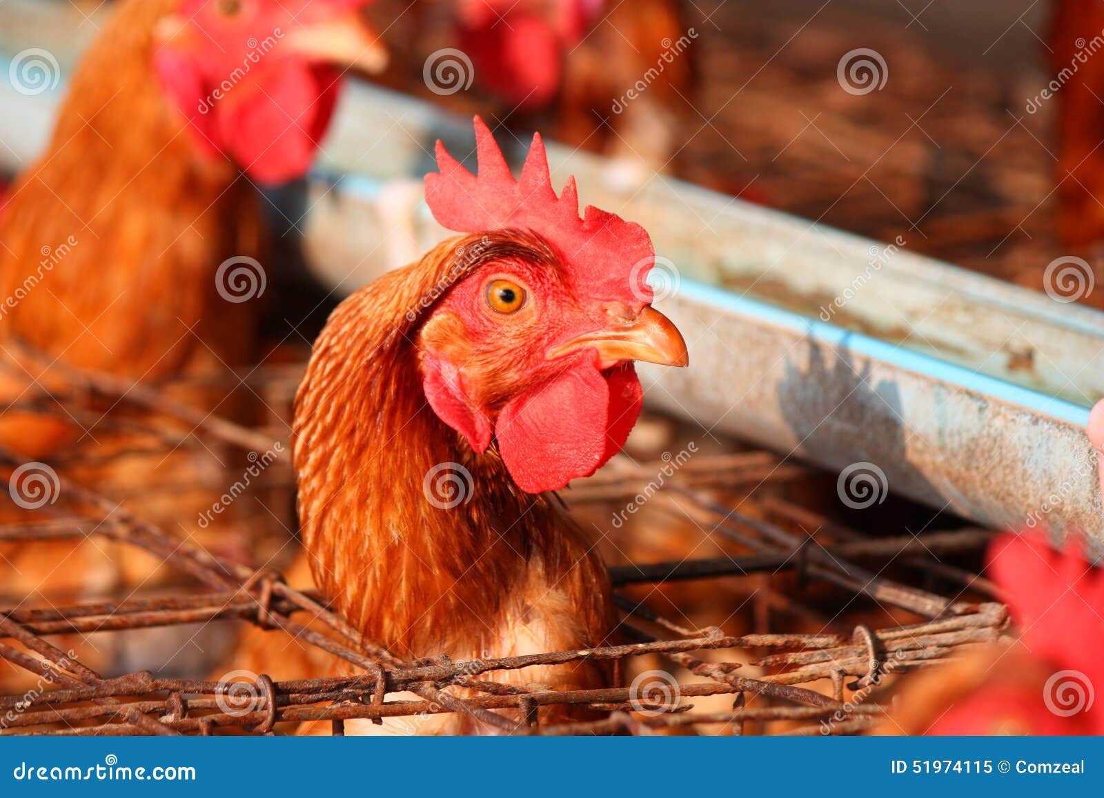 Chicken farm stock image. Image of traditional, husbandry - 51974115