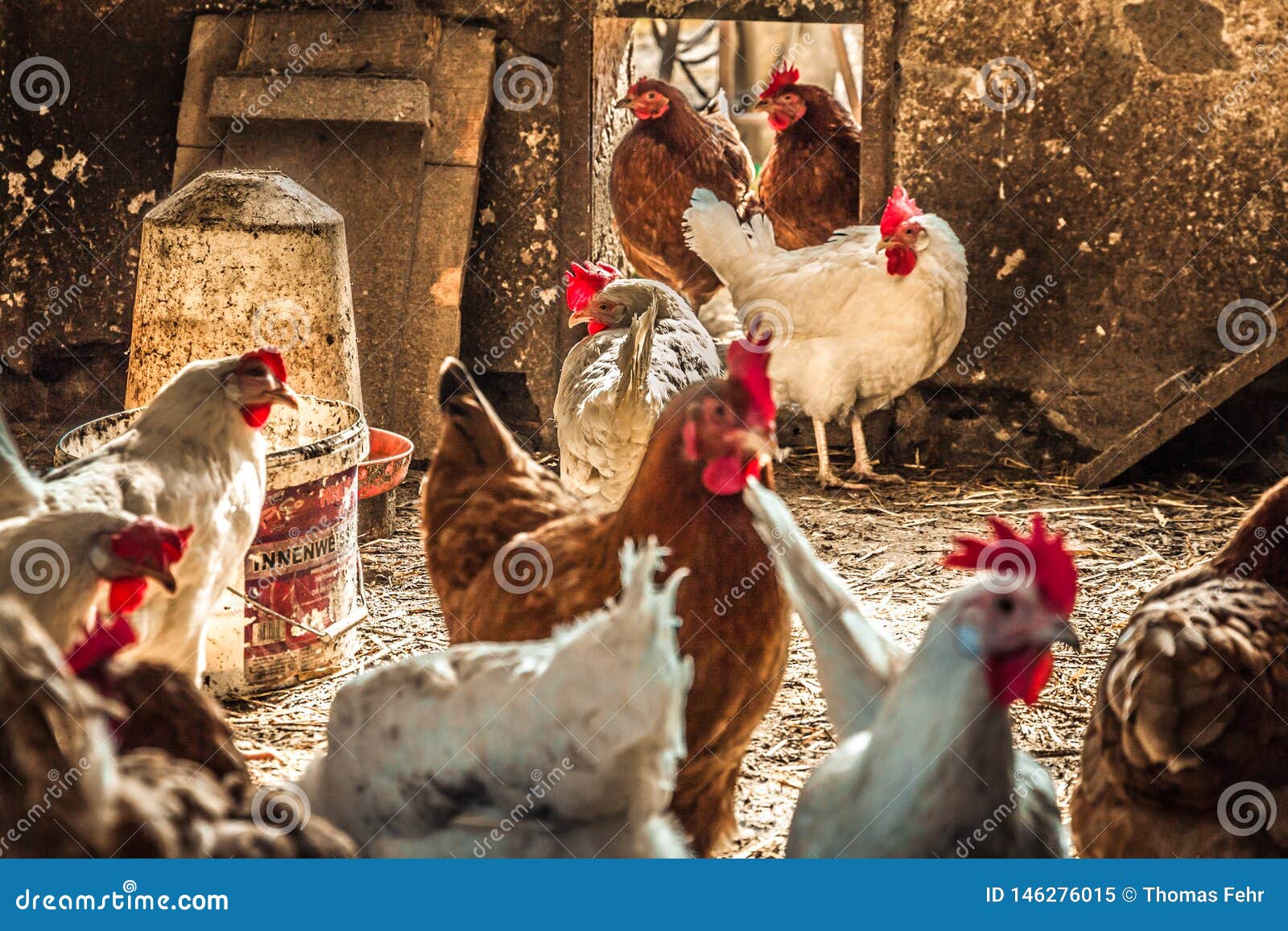 Chicken in a farm stock image. Image of bird, countryside - 146276015