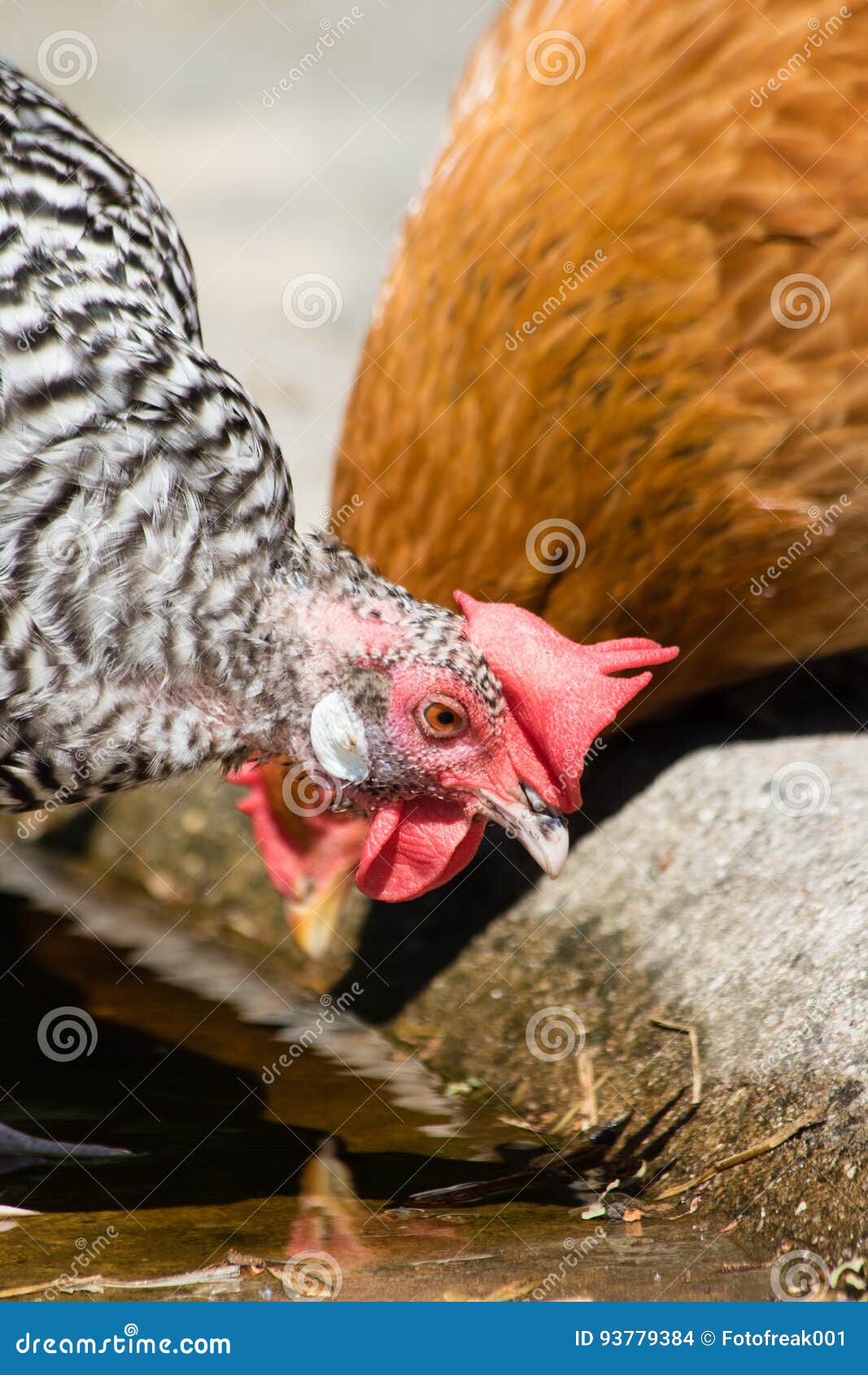 Chicken Farm Water Drinking Stock Photo - Image of straw, animal: 93779384