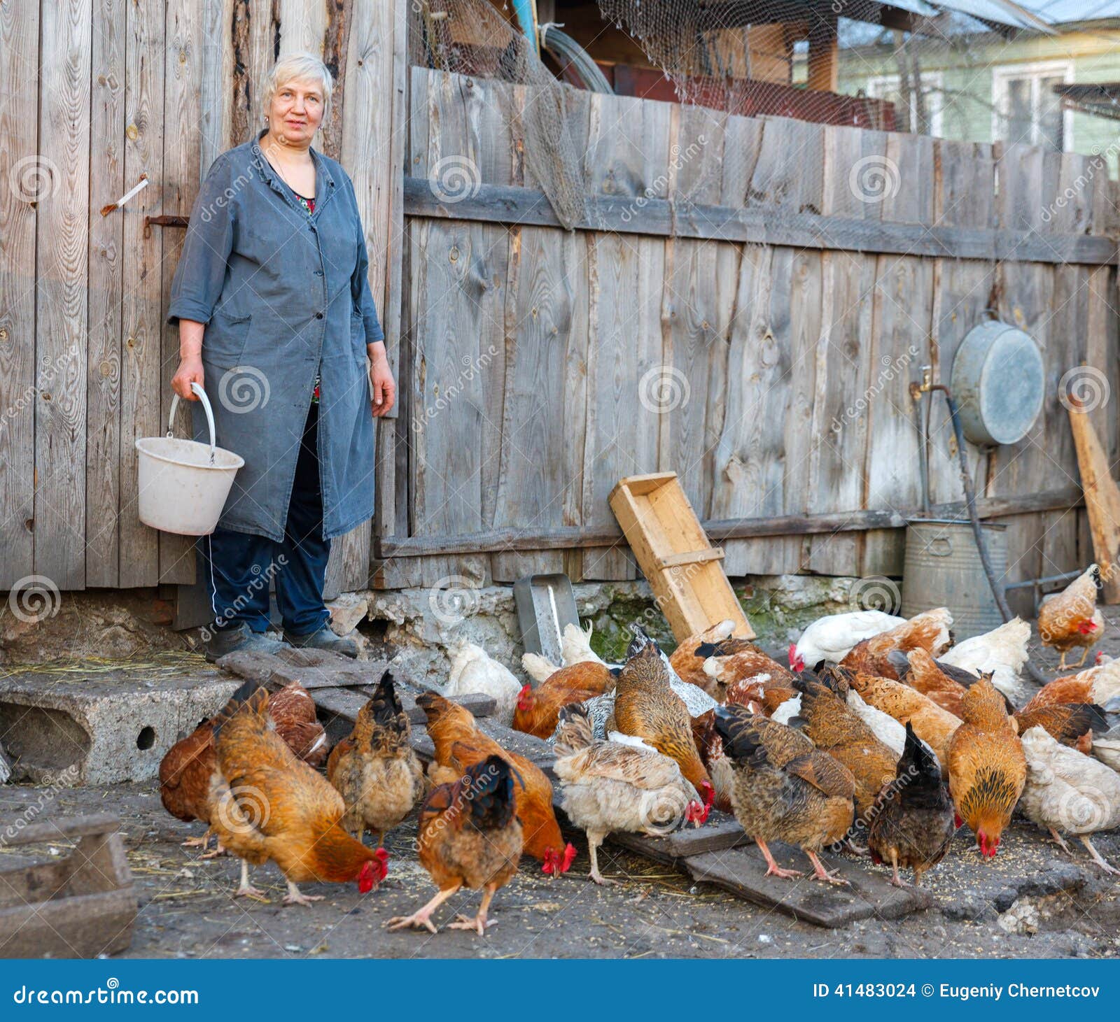 Chicken farm stock photo. Image of livestock, husbandry - 41483024