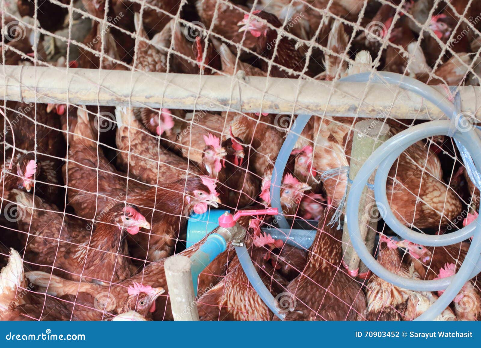 Chicken farming stock photo. Image of local, agriculture - 70903452