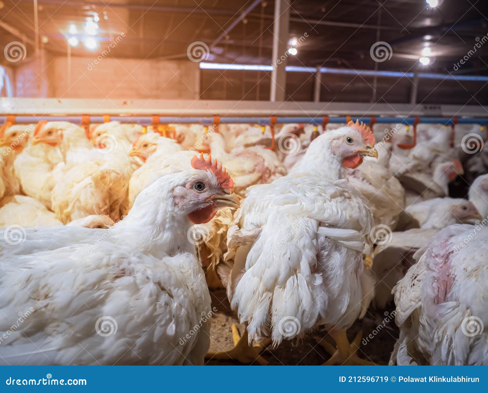 Chicken Farming with Yellow Light Stock Image - Image of bird, farm ...
