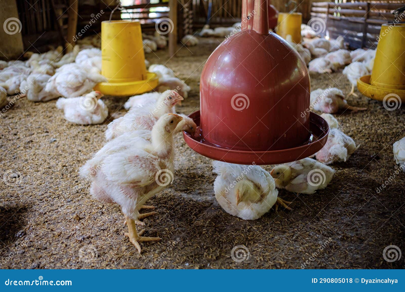 Chicken farms stock photo. Image of farm, broiler, cage - 290805018