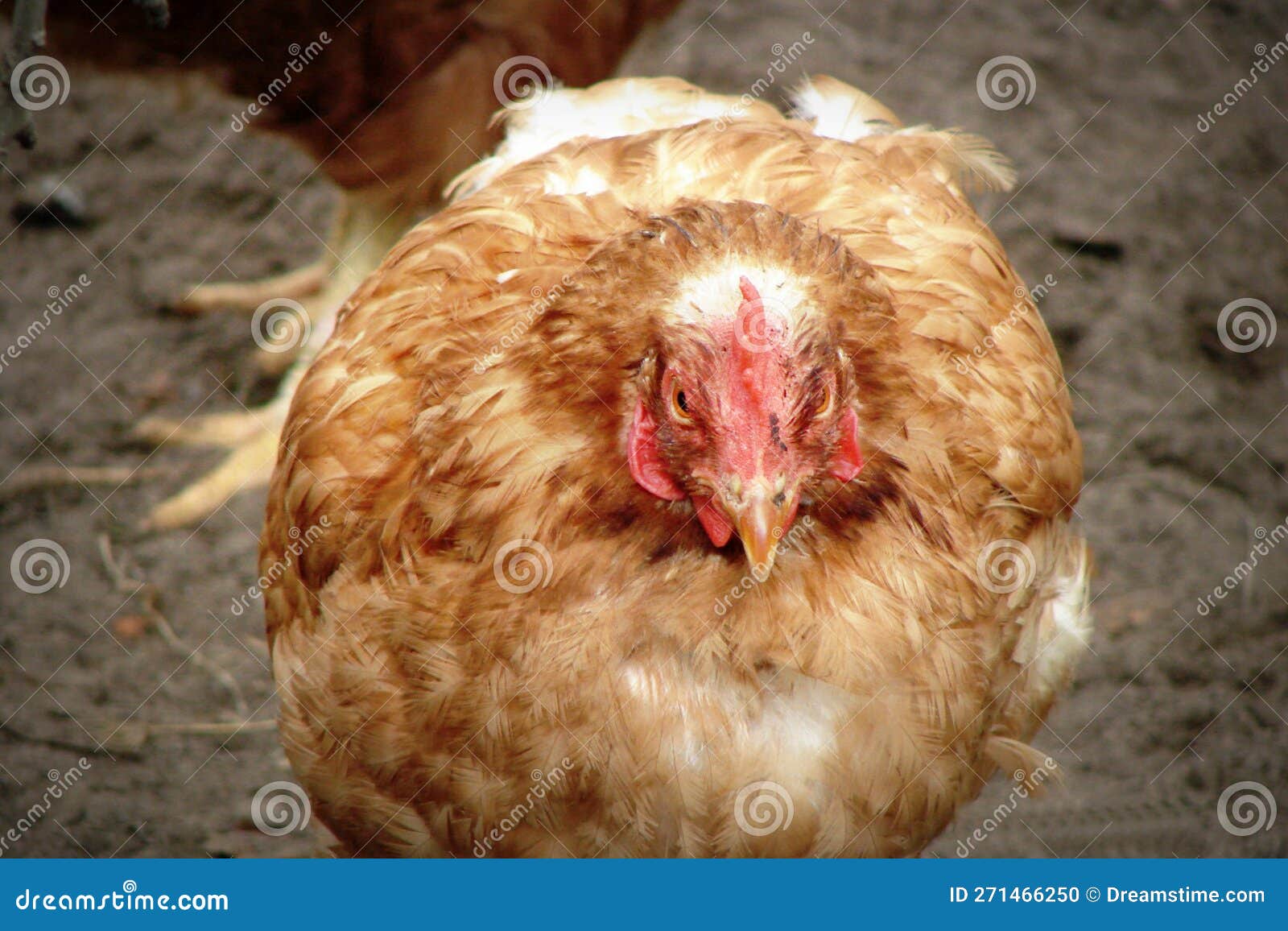 Chicken fat in the village stock photo. Image of white - 271466250