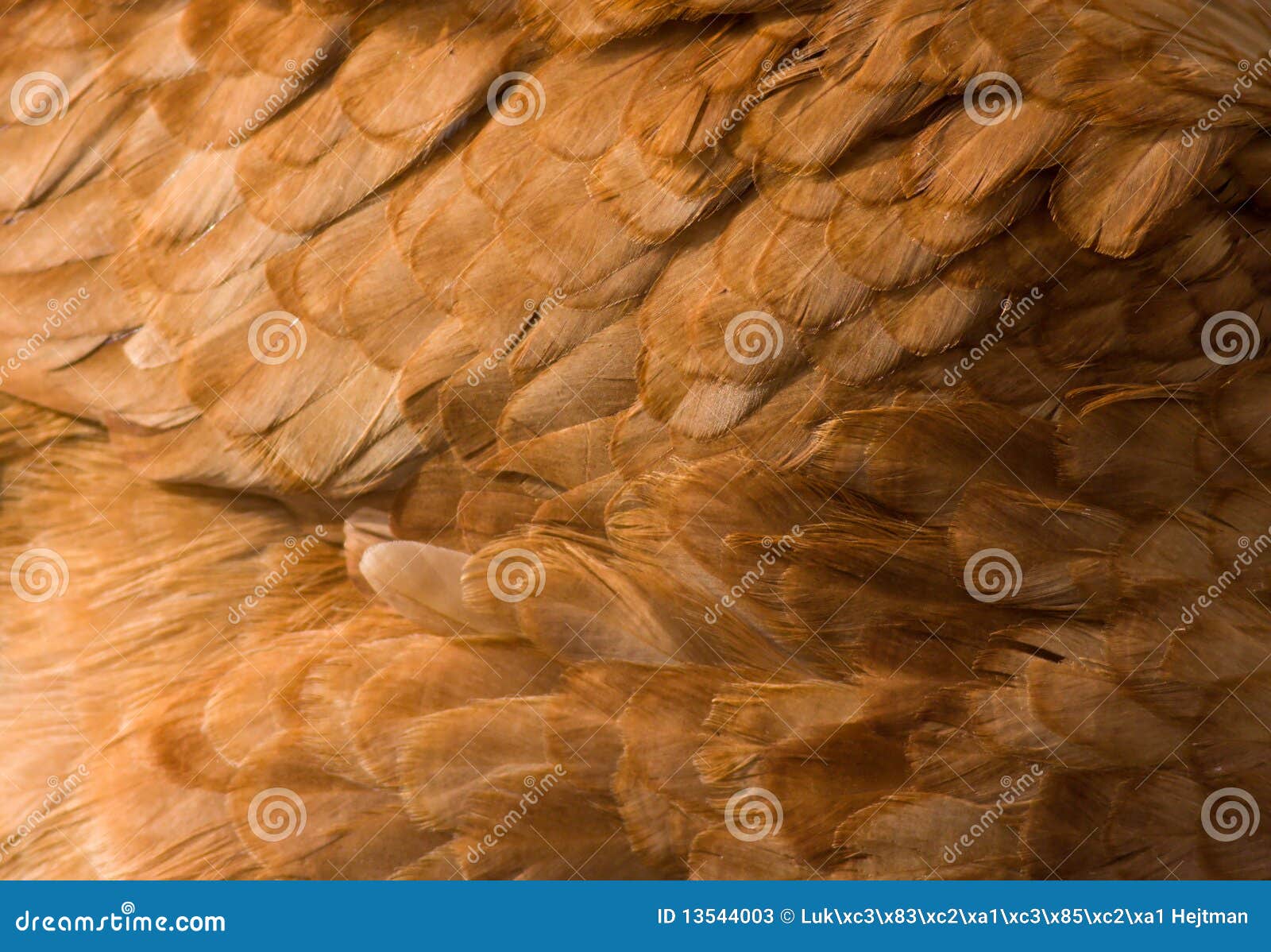 Chicken feather background stock image. Image of feather - 13544003