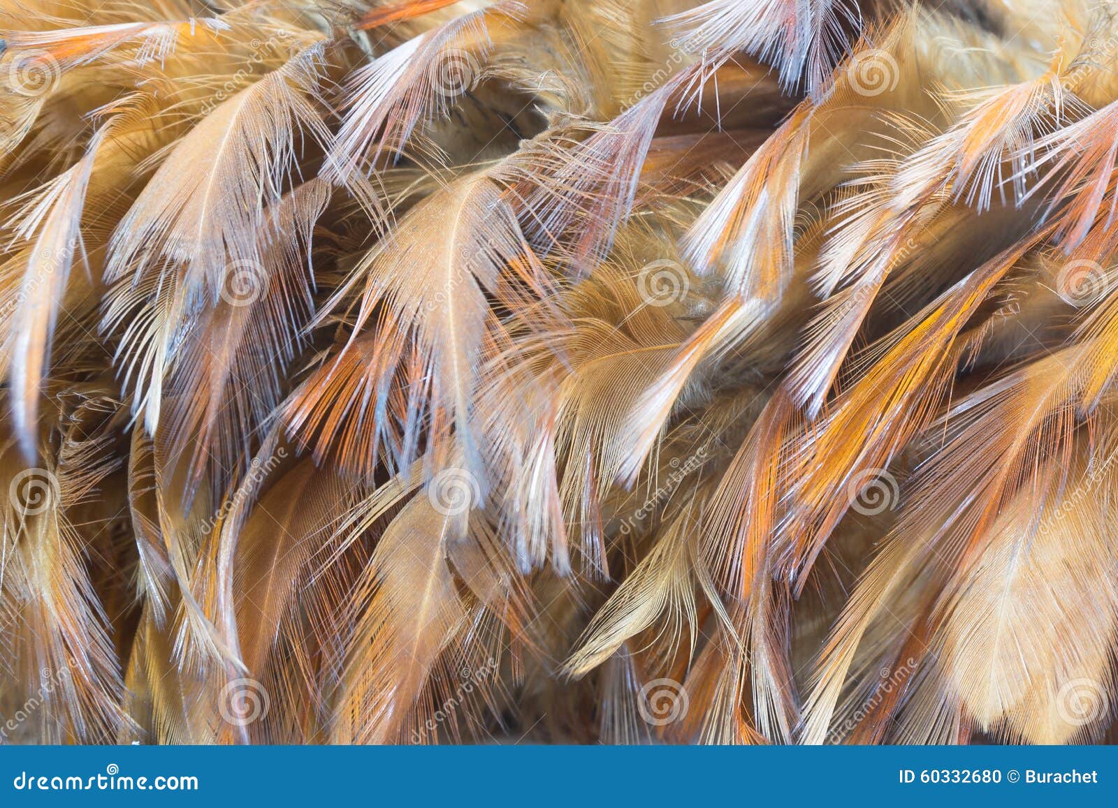 Chicken Feather stock photo. Image of detail, abstract - 60332680