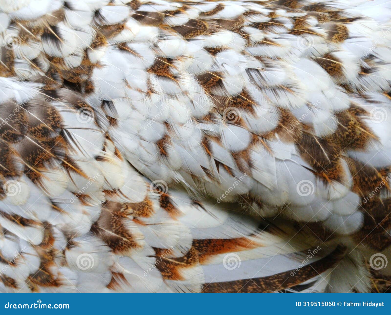 The Chicken Feather Pattern Texture in White and Brown Stock Photo ...