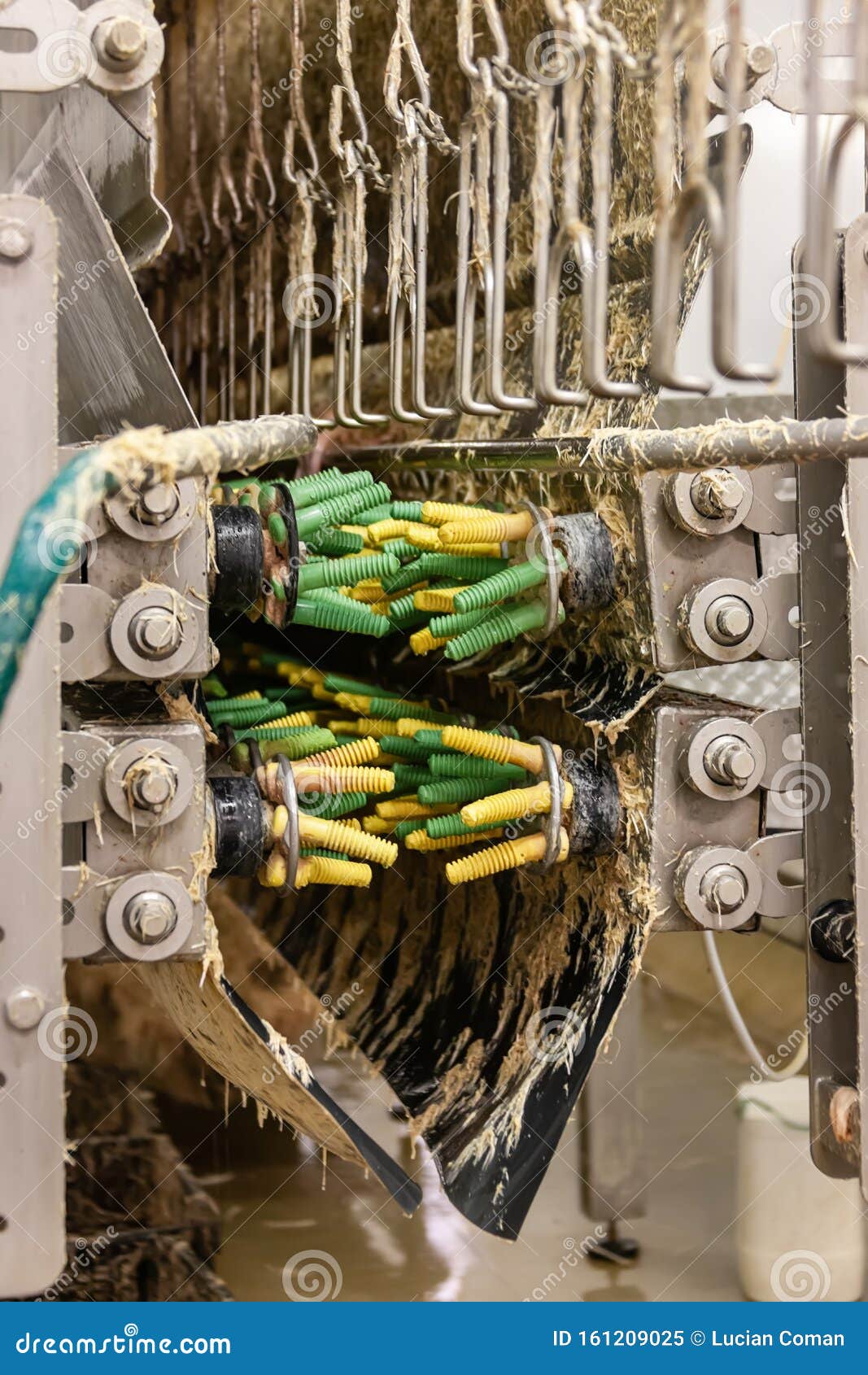 Chicken feather removal stock image. Image of slaughter - 161209025