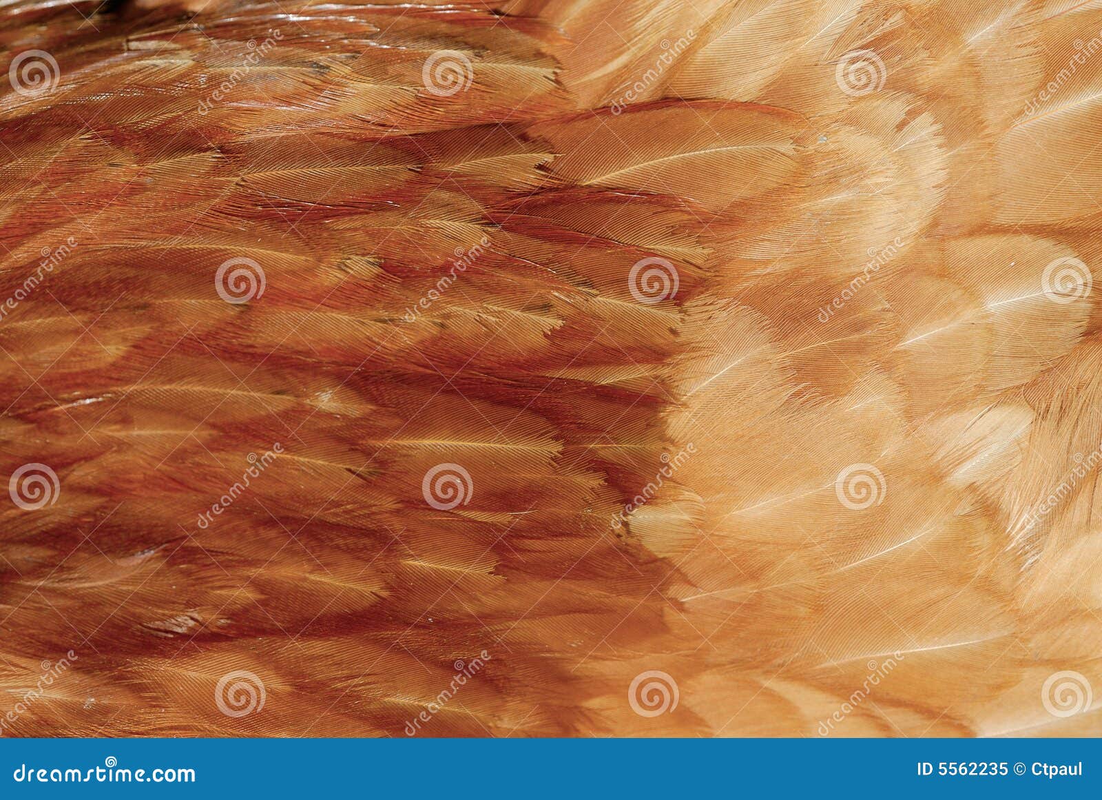 4,306 Chicken Feather Texture Stock Photos - Free & Royalty-Free Stock ...