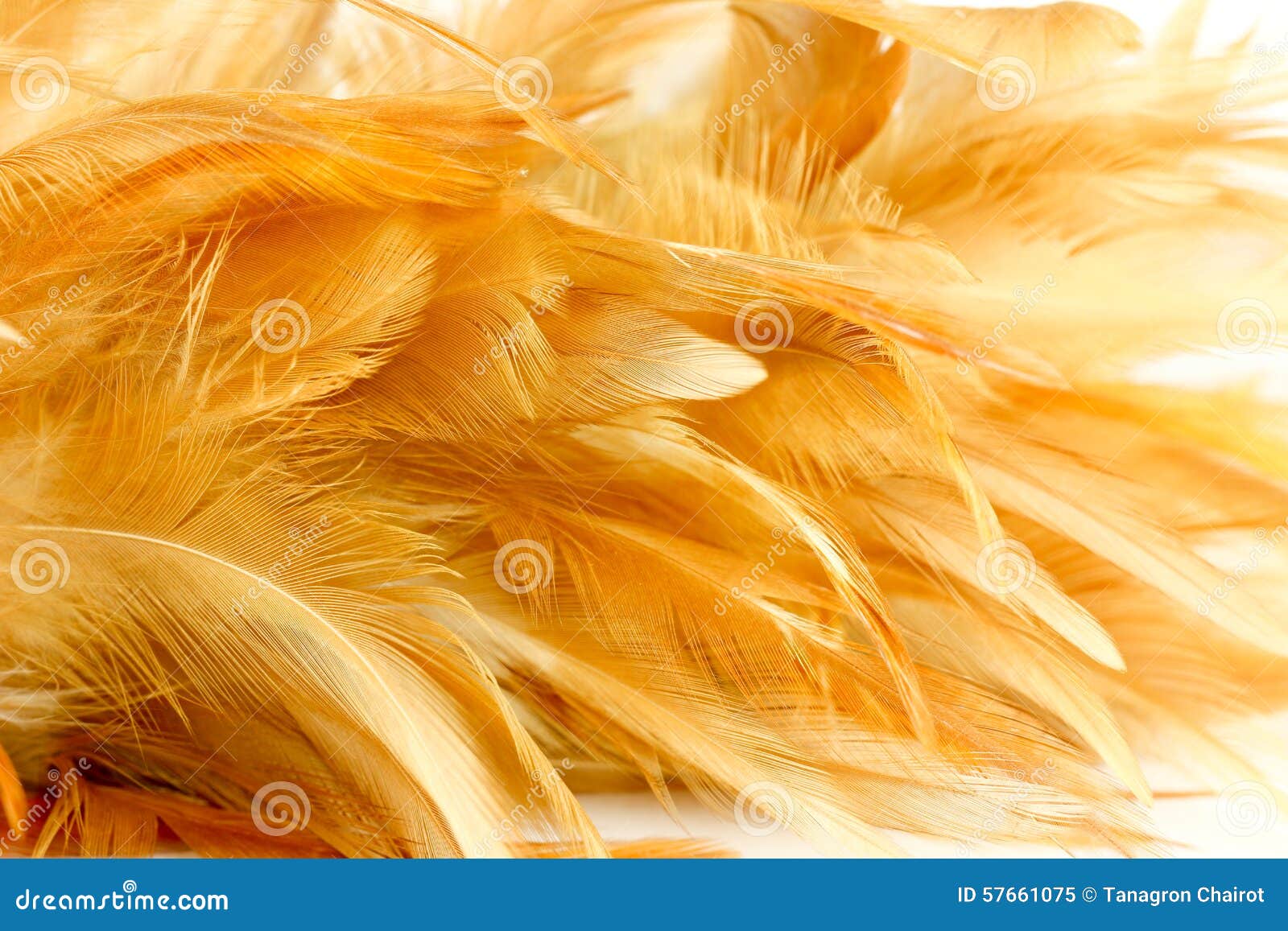 Chicken feather texture stock image. Image of texture - 57661075