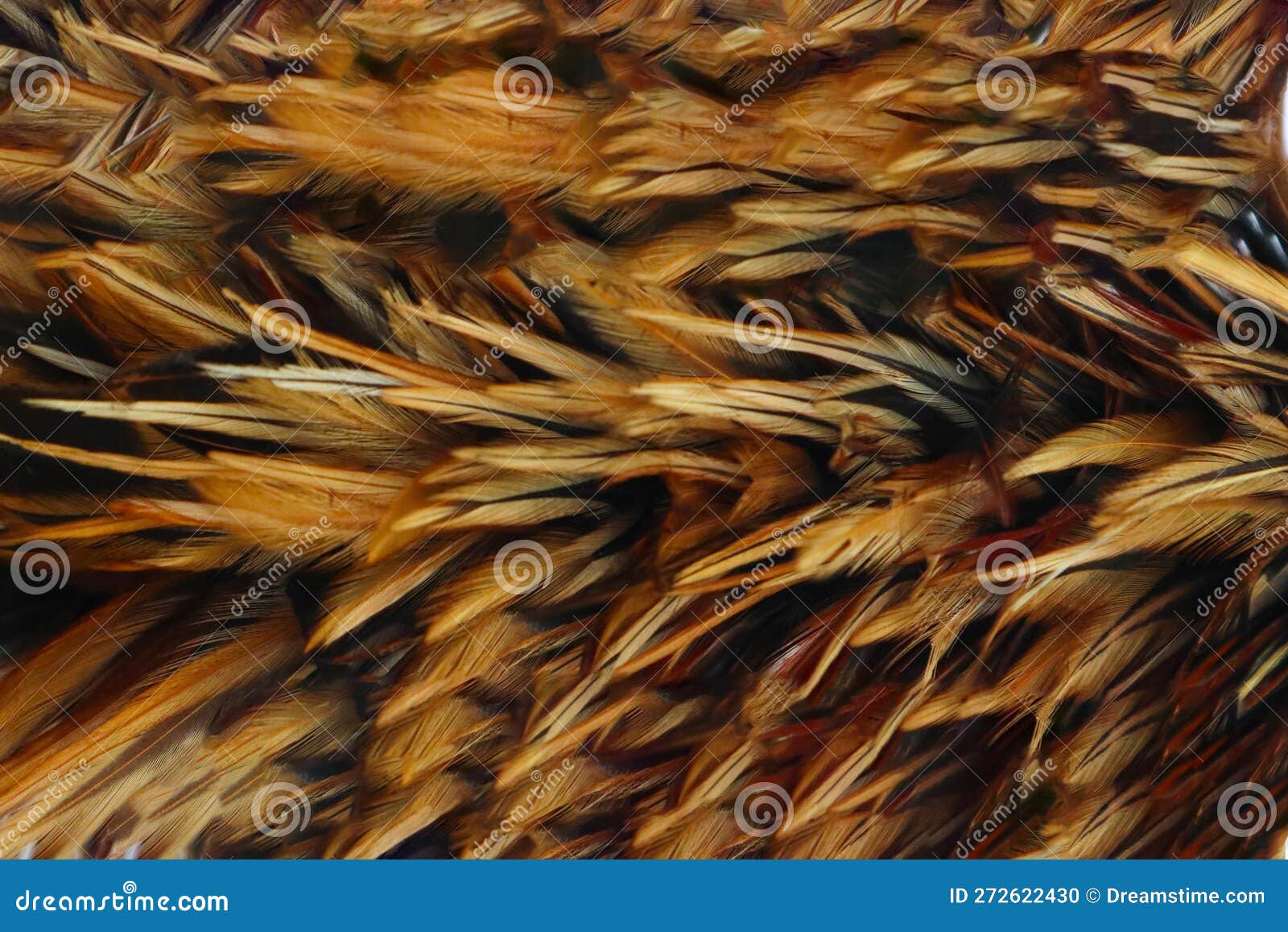 Chicken Feathers Background Texture. Stock Photo - Image of paint ...