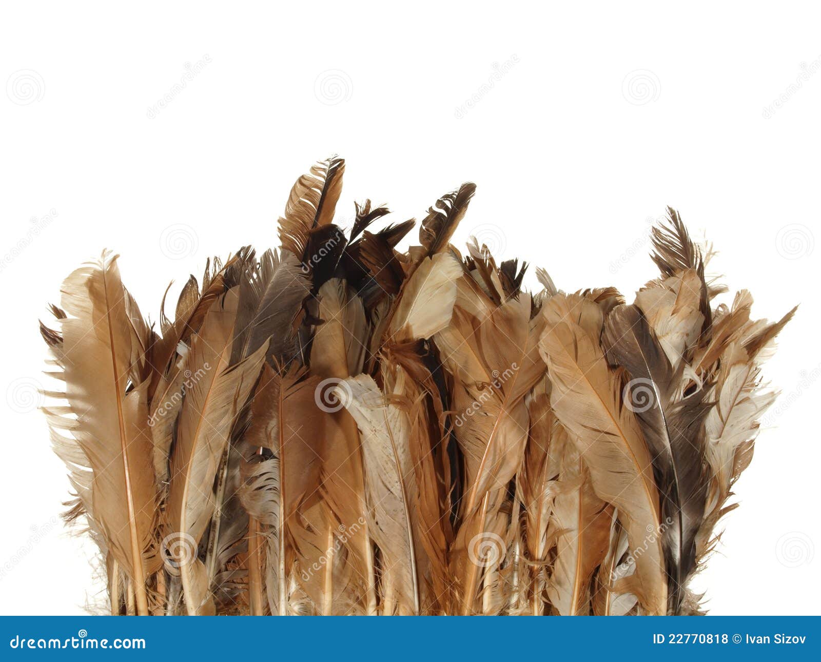 Chicken Feathers Are Brown In Color Stock Photo - Image of shape ...