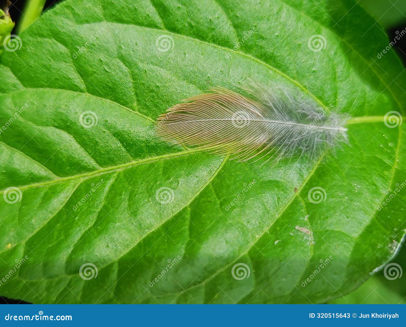 Chicken Feathers Fall Green Leaves Stock Image - Image of leaves, green ...