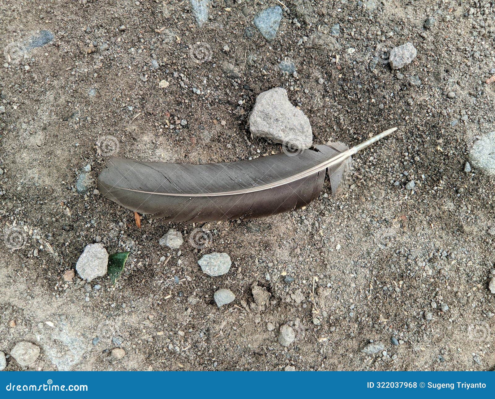 Chicken Feathers that Fell on the Ground Around the Gravel Stock Photo ...