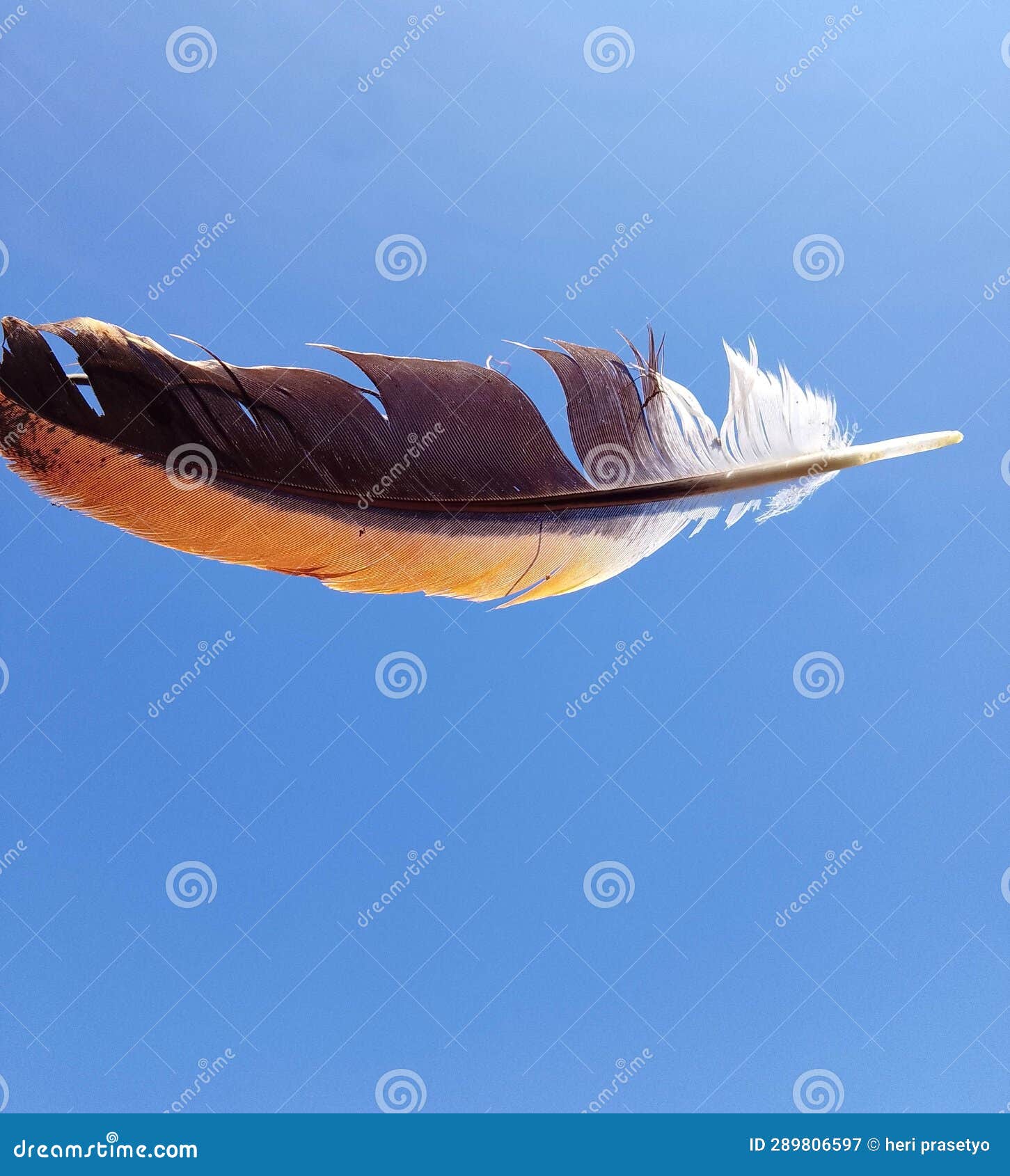 Chicken Feathers that Fly are Carried by the Wind into the Sky Stock ...