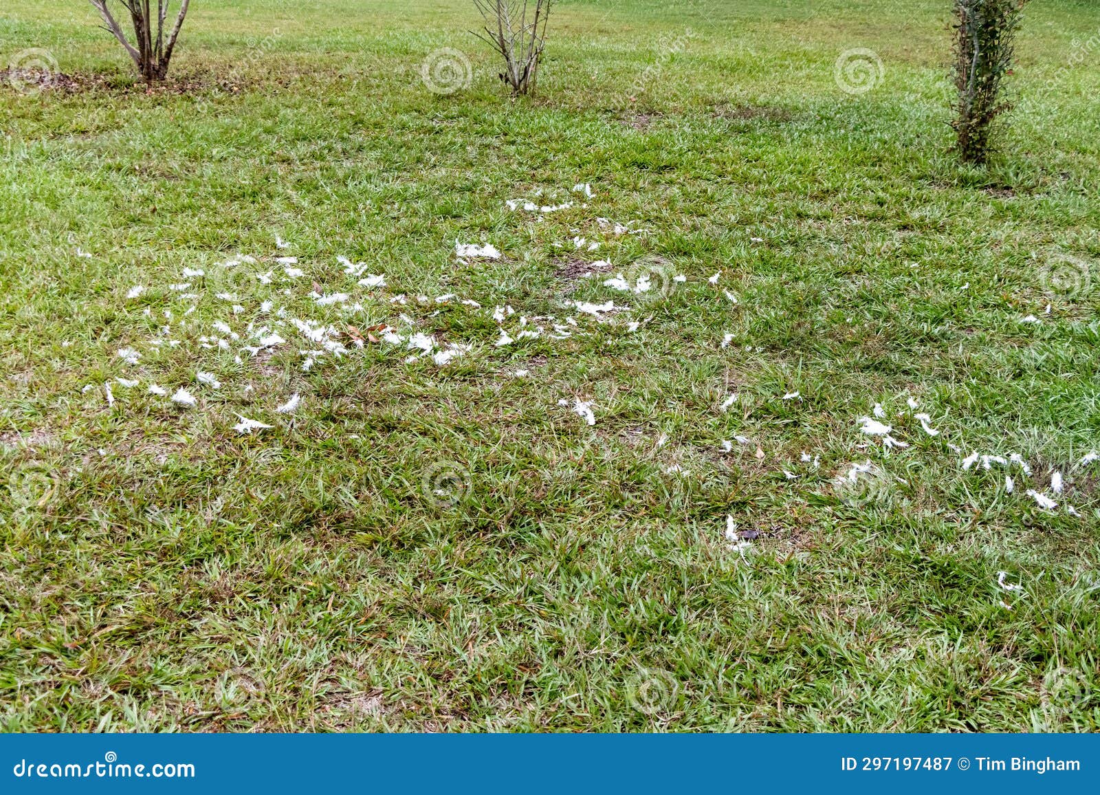 Chicken Feathers in the Grass Stock Image - Image of wildlife, nature ...