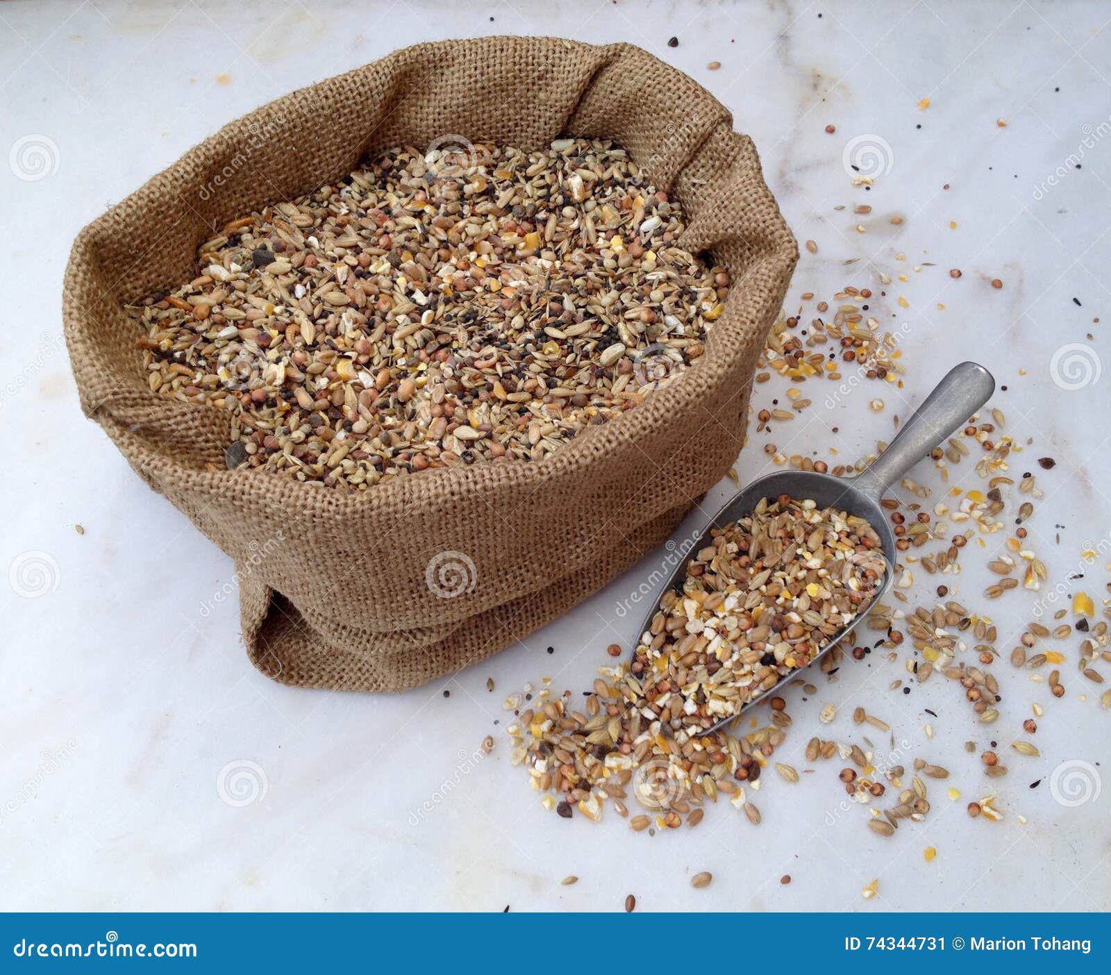 Chicken feed stock image. Image of maize, healthy, food - 74344731