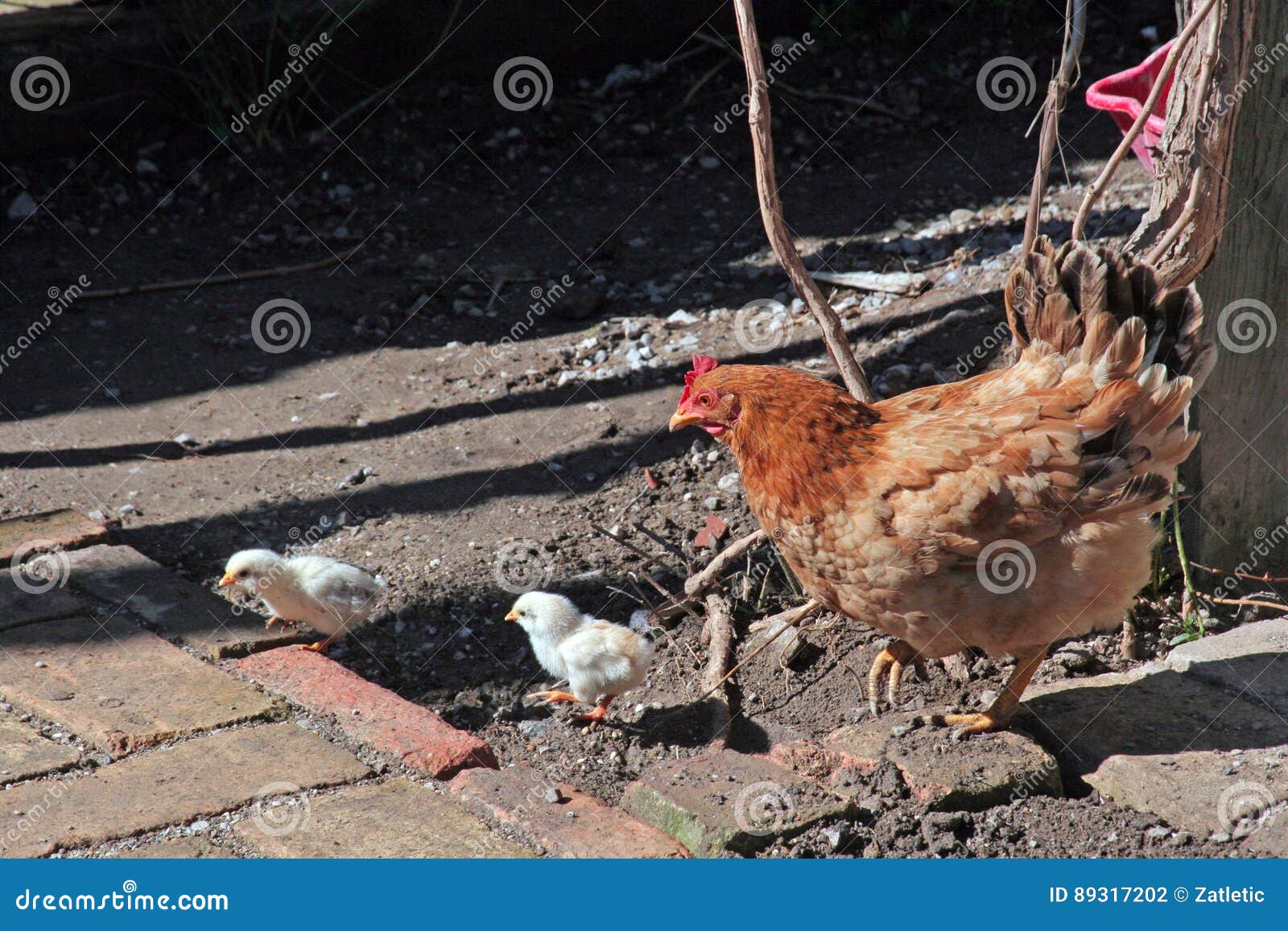 Chicken stock photo. Image of grass, guarding, fluff - 89317202