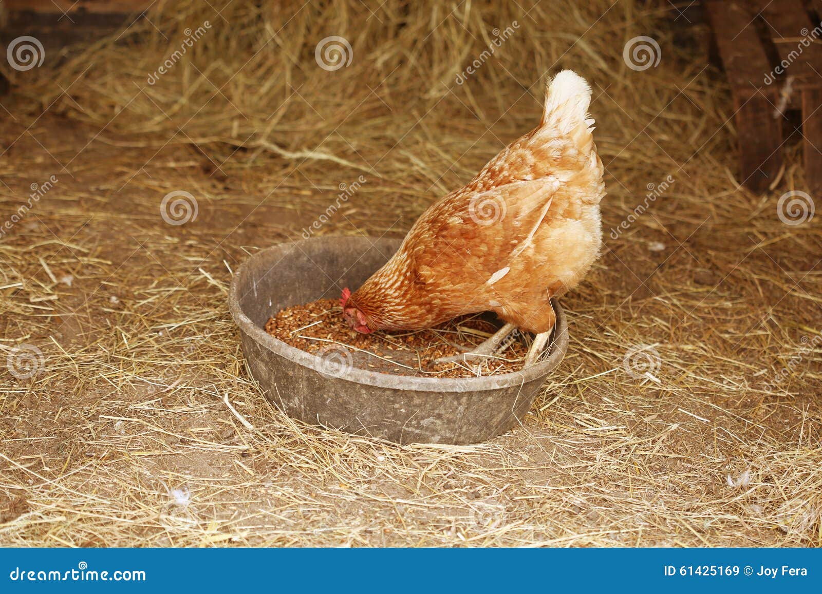 Chicken Feeding stock image. Image of feeding, eating - 61425169
