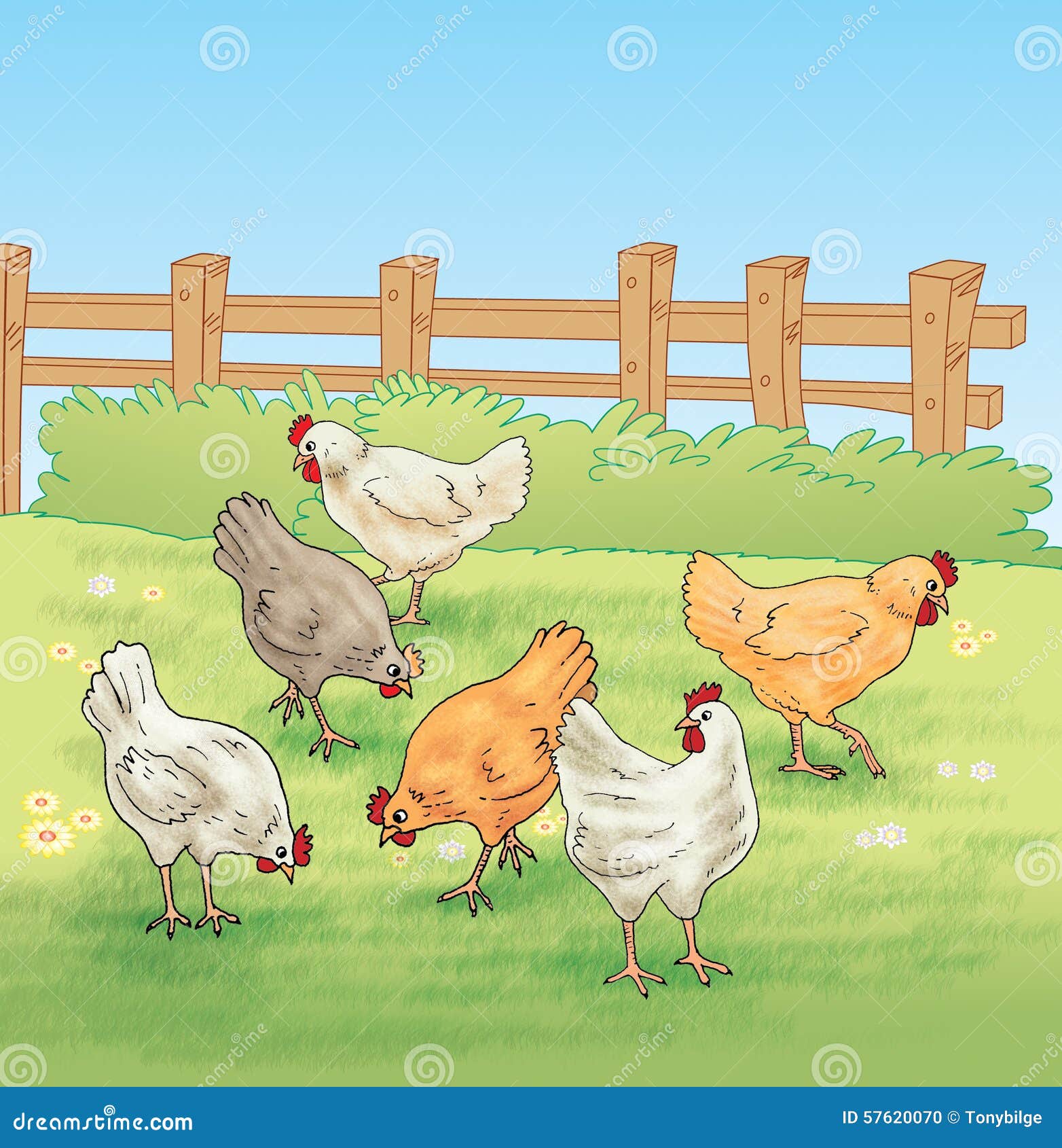 Chicken Feeding in the Farm Stock Illustration - Illustration of ...