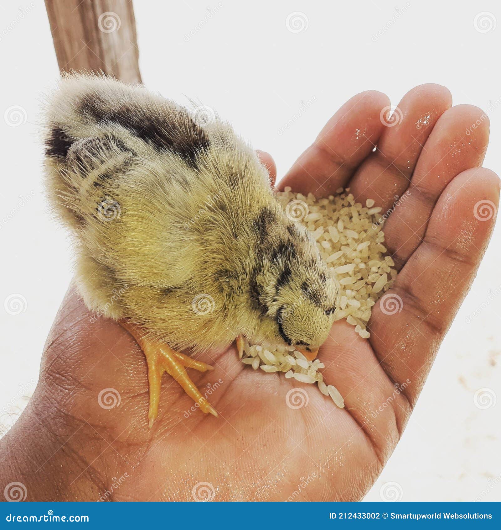 Chicken Feeding on the Hand Stock Photo - Image of feeding, hand: 212433002