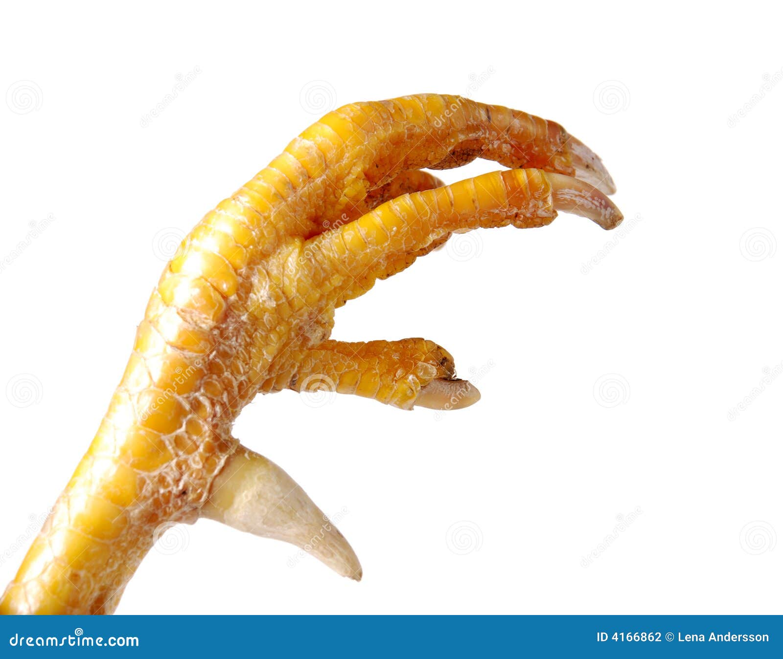 Chicken feet stock photo. Image of yellow, chicken, white - 4166862