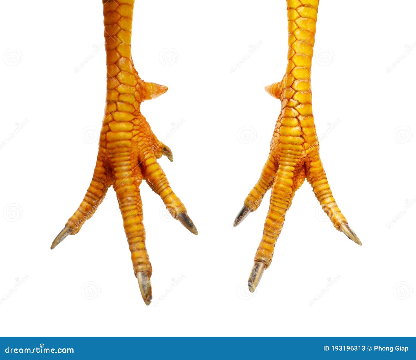 Chicken feet. stock image. Image of feet, chicken, isolated - 193196313