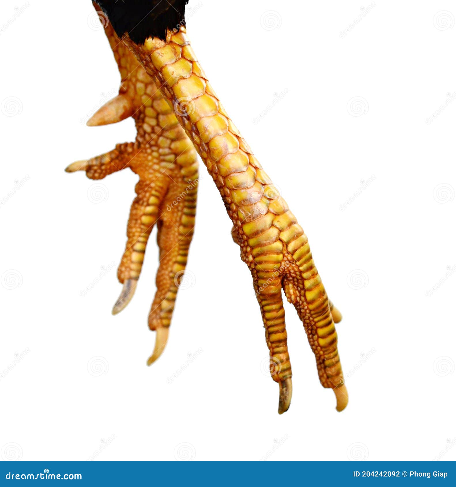 Chicken feet. stock photo. Image of rooste, feet, claw - 204242092