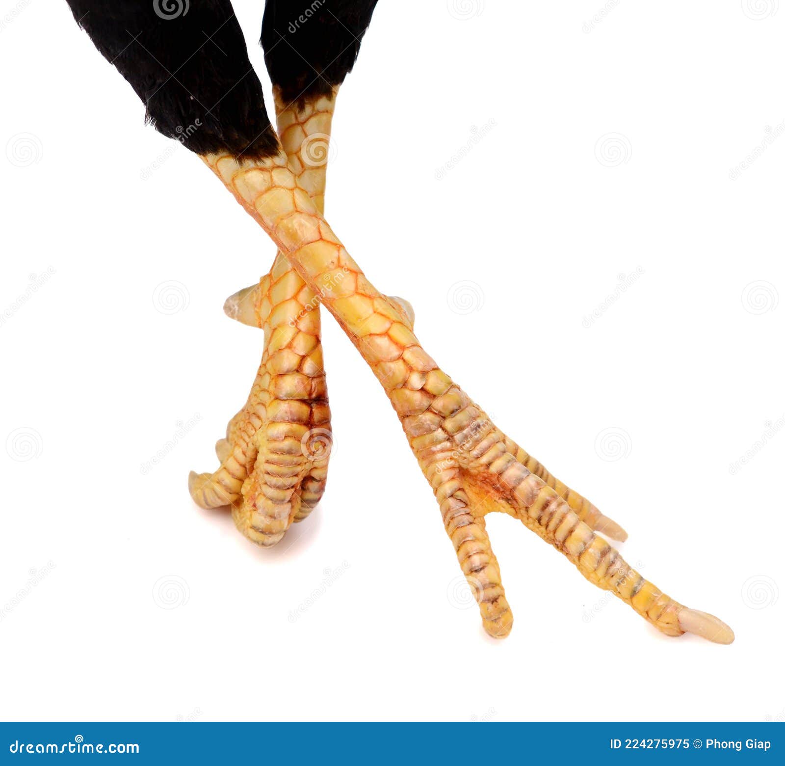Chicken feet stock image. Image of bird, feet, claw - 224275975
