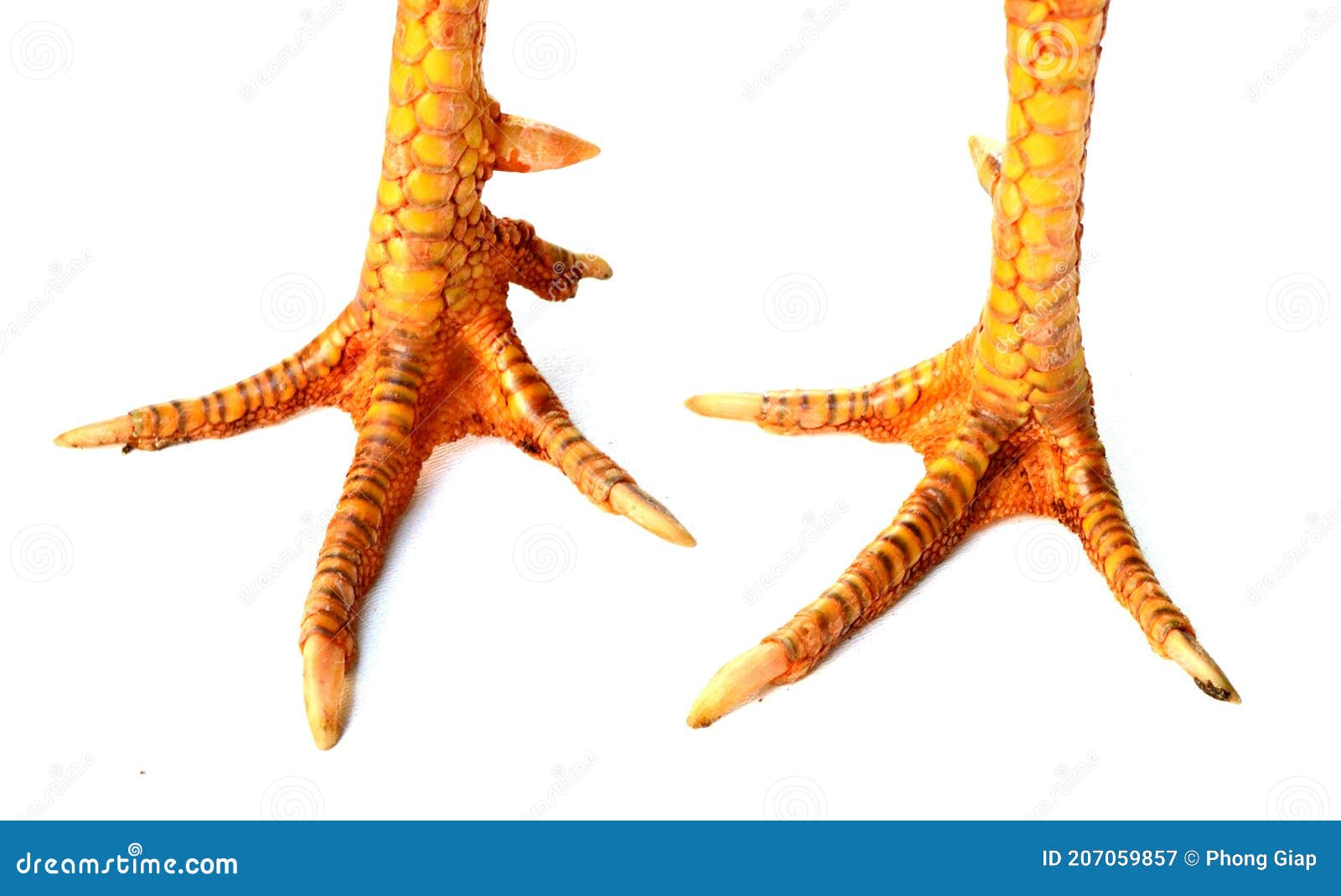 Chicken feet stock image. Image of food, object, white - 207059857
