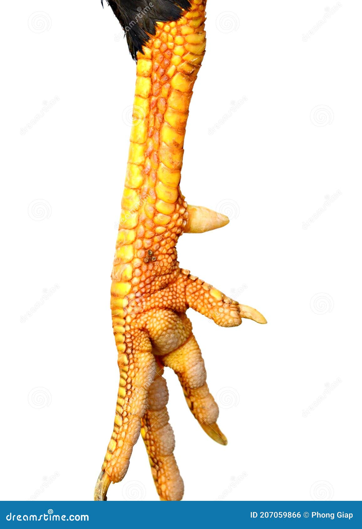 Chicken feet stock photo. Image of white, chicken, feet - 207059866