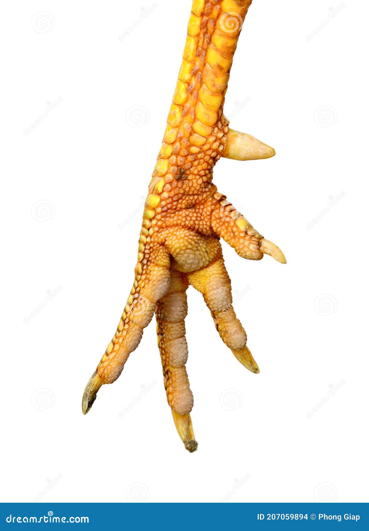 Chicken feet stock photo. Image of bird, view, chicken - 207059894
