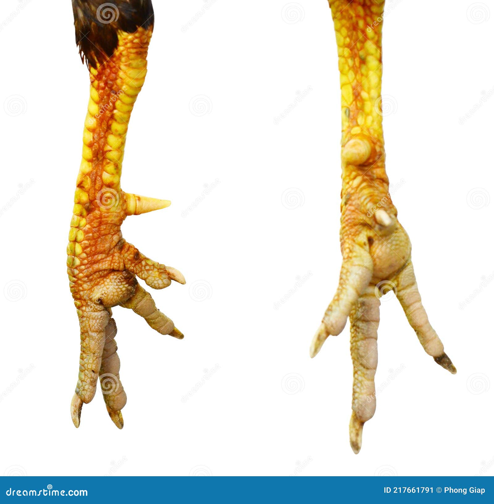 Chicken feet stock image. Image of fresh, claw, skin - 217661791