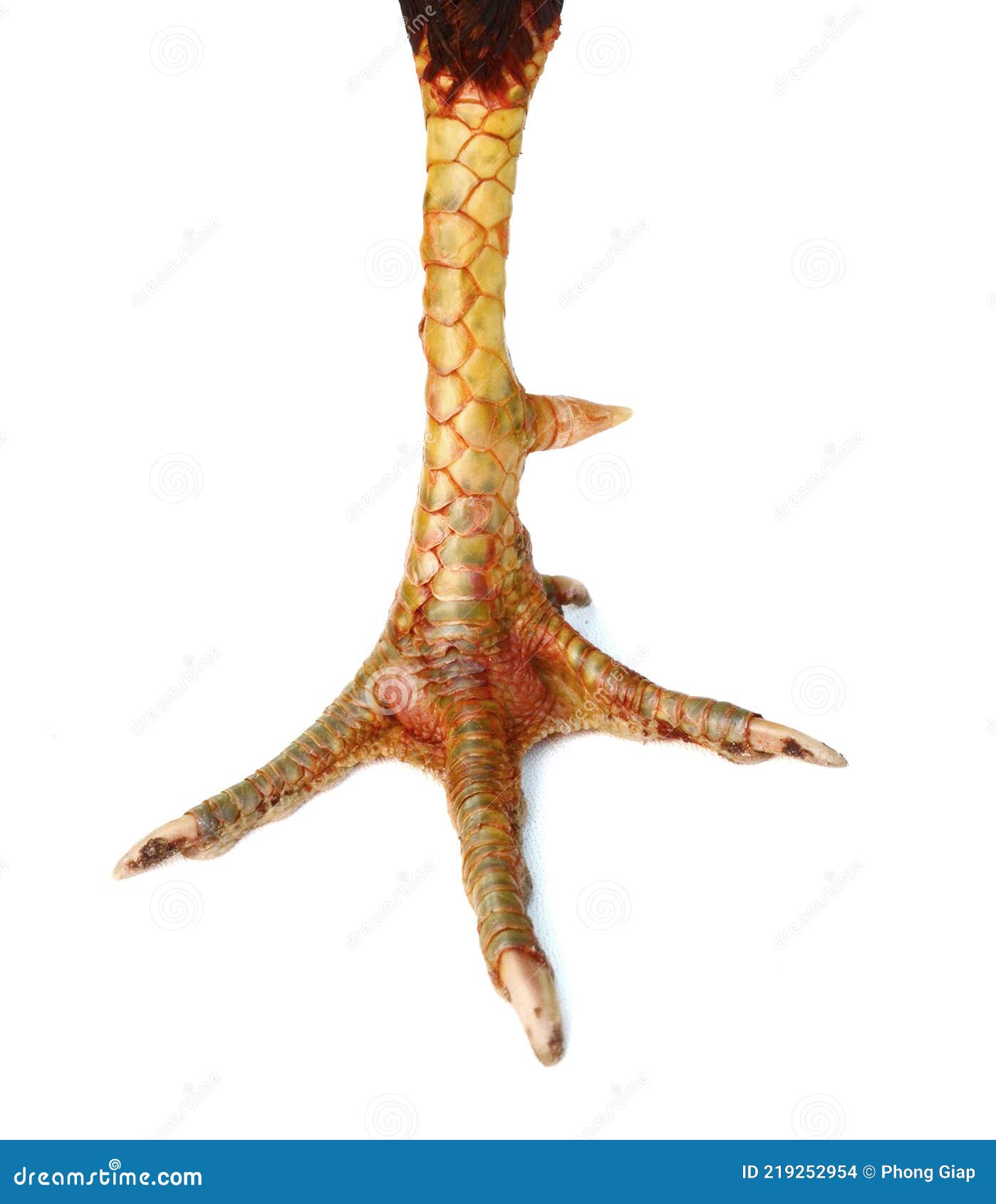 Chicken feet stock photo. Image of chicken, background - 219252954