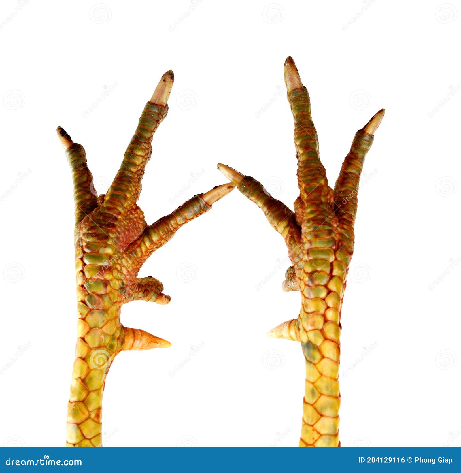 Chicken feet. stock photo. Image of yellow, nail, claw - 204129116