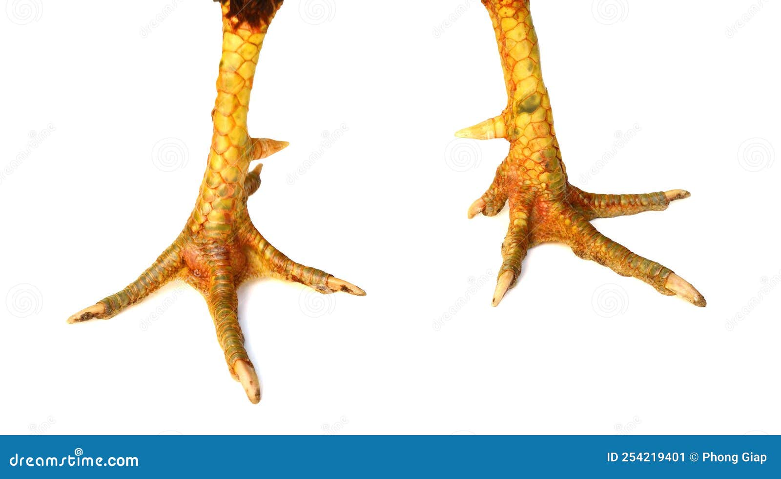 Chicken feet stock image. Image of bird, chicken, yellow - 254219401