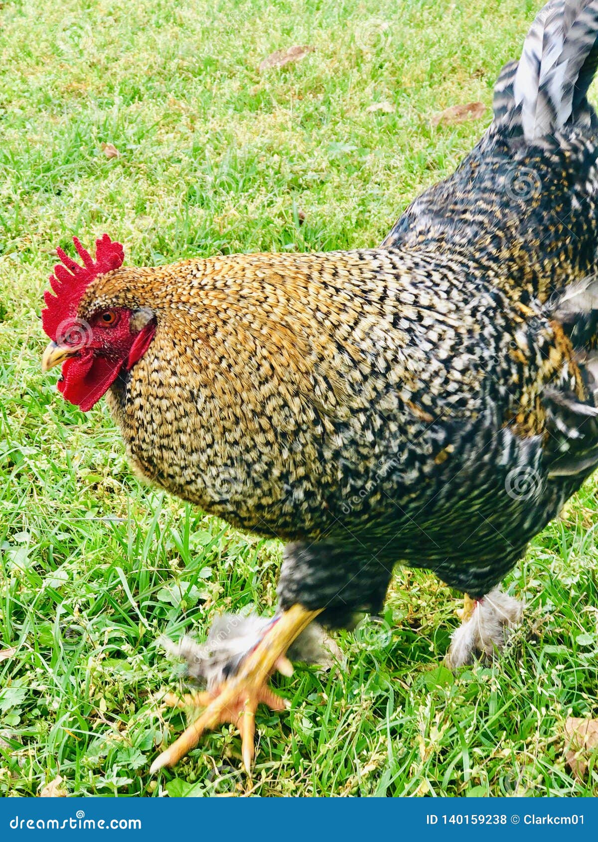 Chicken feet stock photo. Image of walking, chicken - 140159238