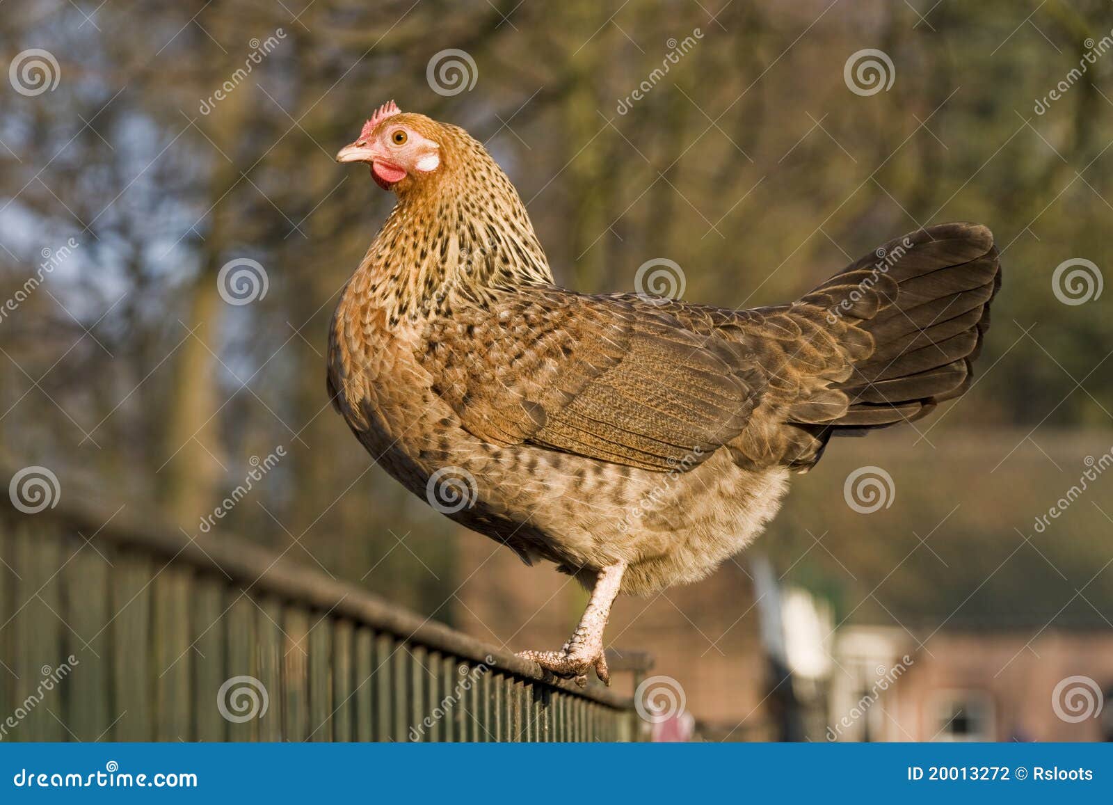 Chicken on fence stock photo. Image of like, animal, feathers - 20013272