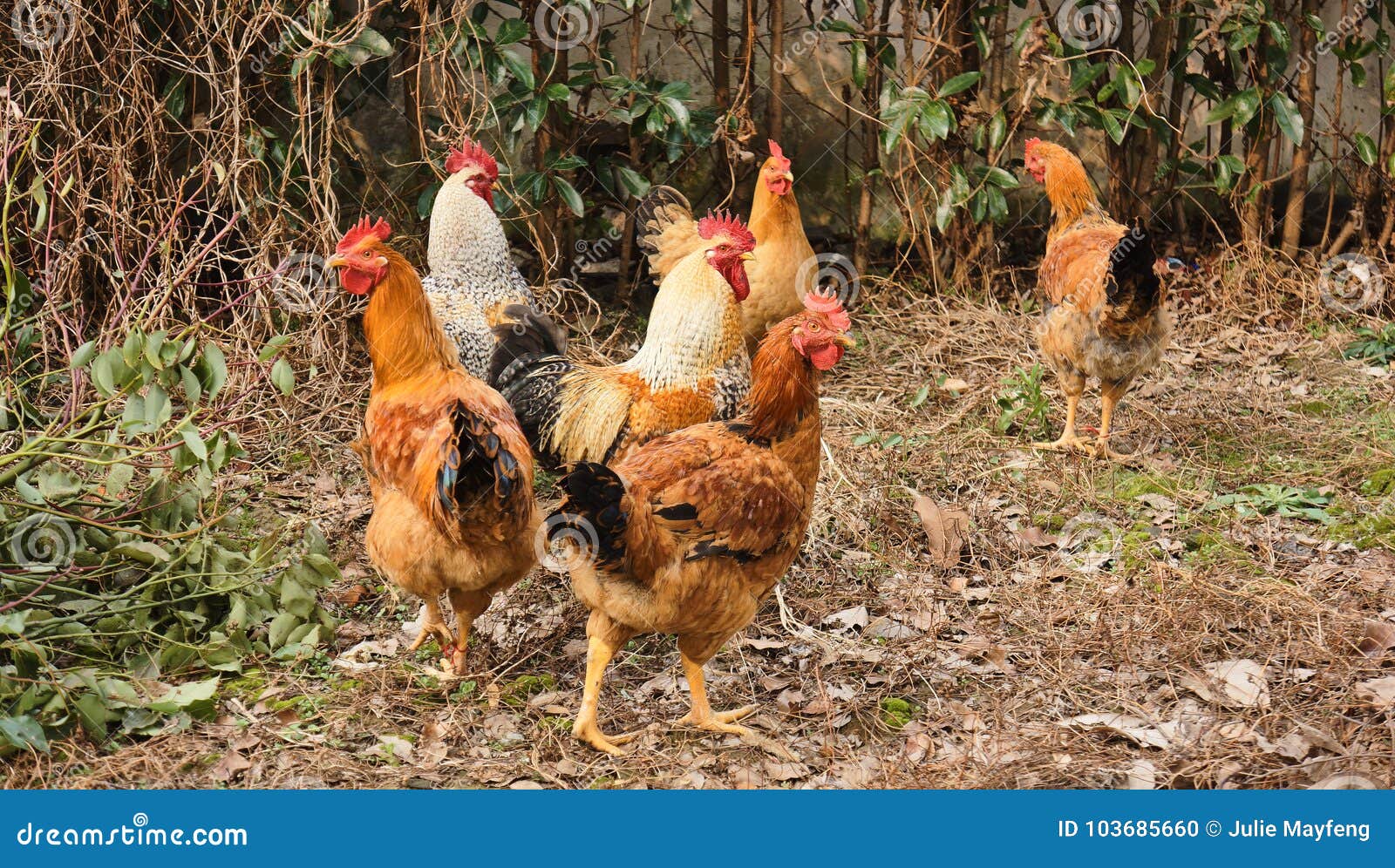 Chicken at field stock photo. Image of china, field - 103685660