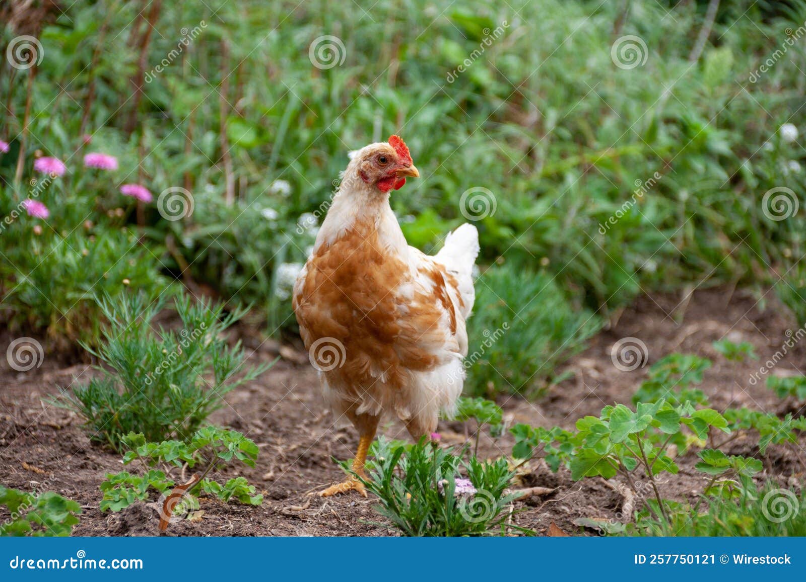 Chicken in the Field in Chile Stock Image - Image of feeding, farm ...