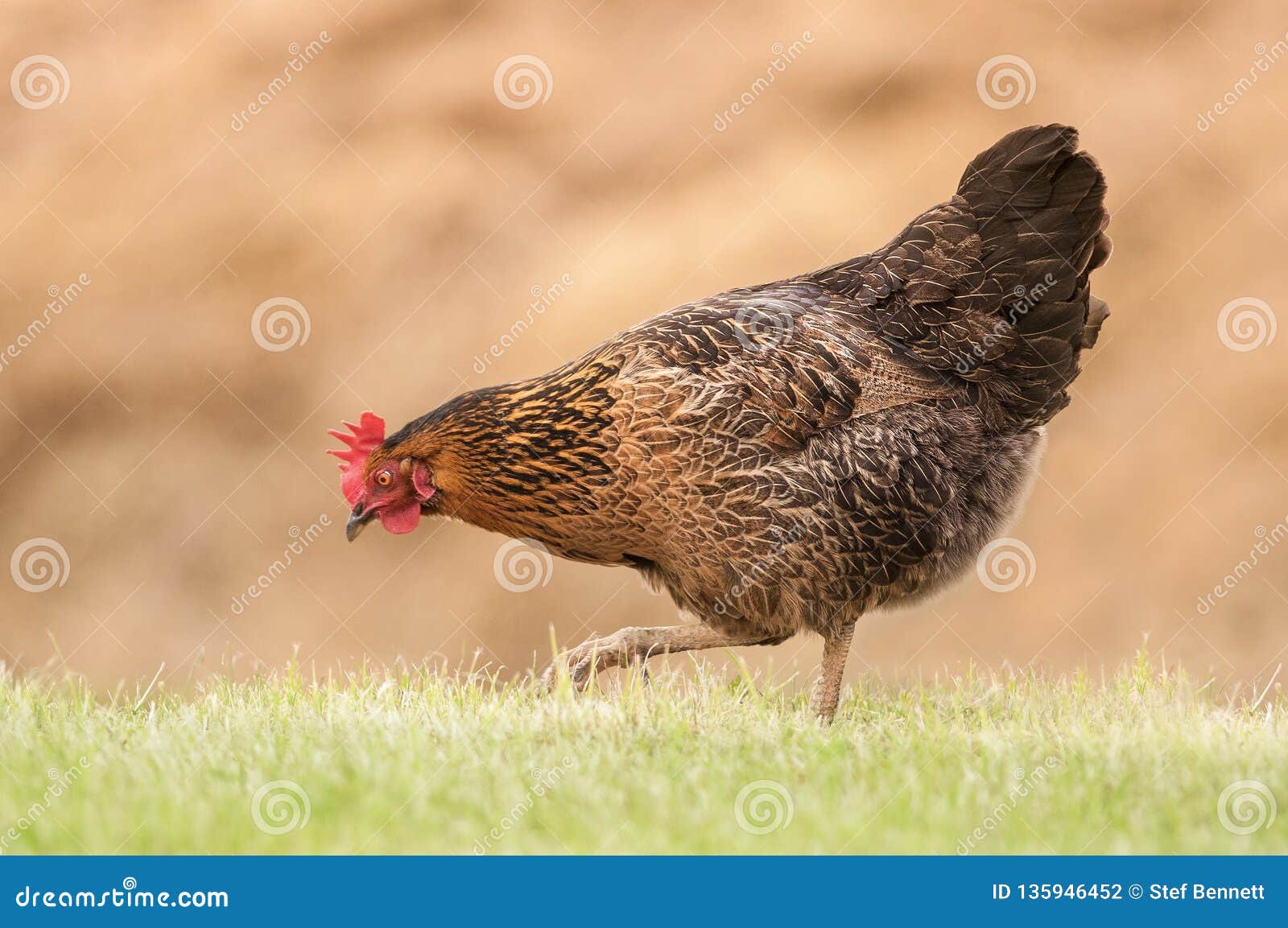 Chicken in a field stock photo. Image of brown, fowl - 135946452