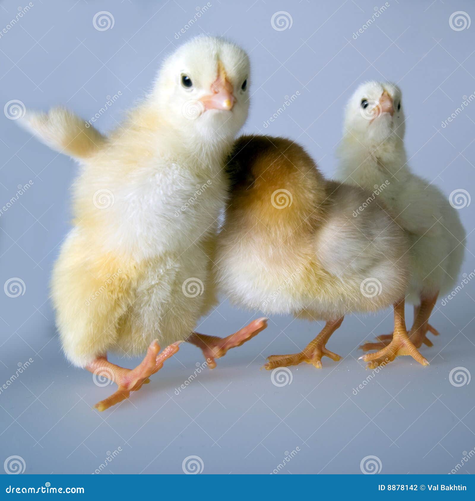 Chicken Fight Picture. Image: 8878142